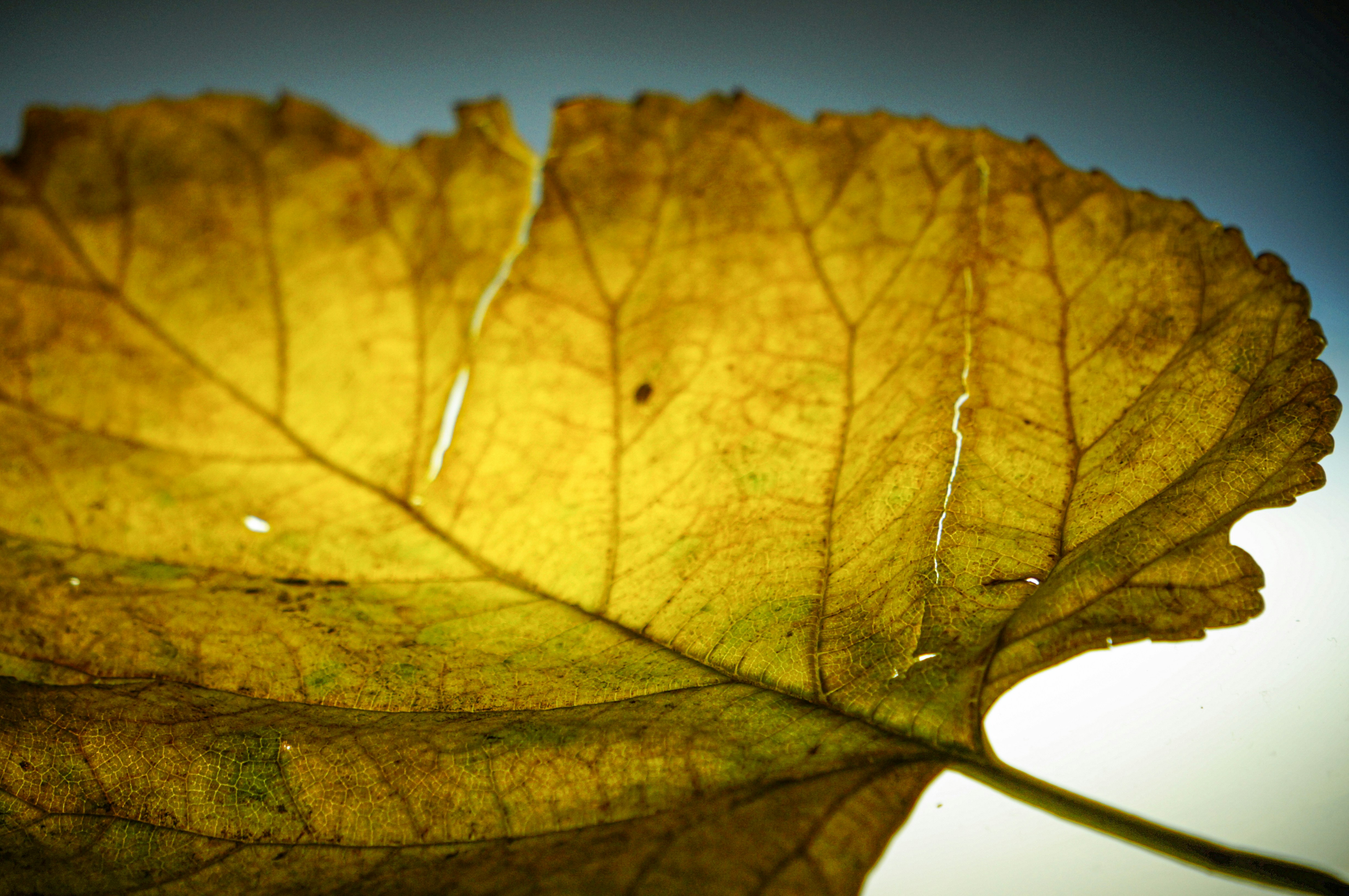 Autumn Vein: a close-up of a sunlit leaf's intricate network
