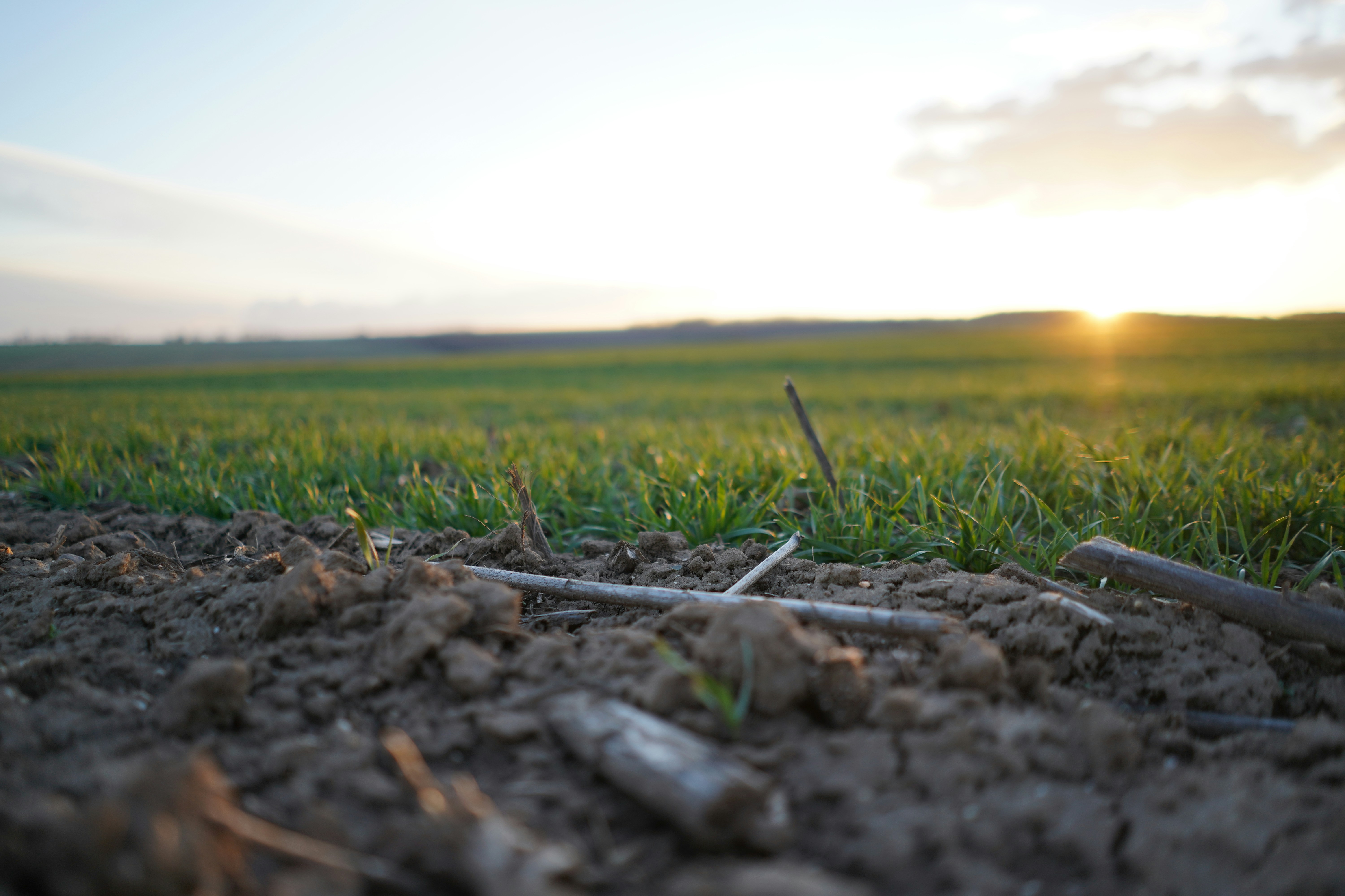 Sunlit Field Edge: Broken Stems and Fresh Grass