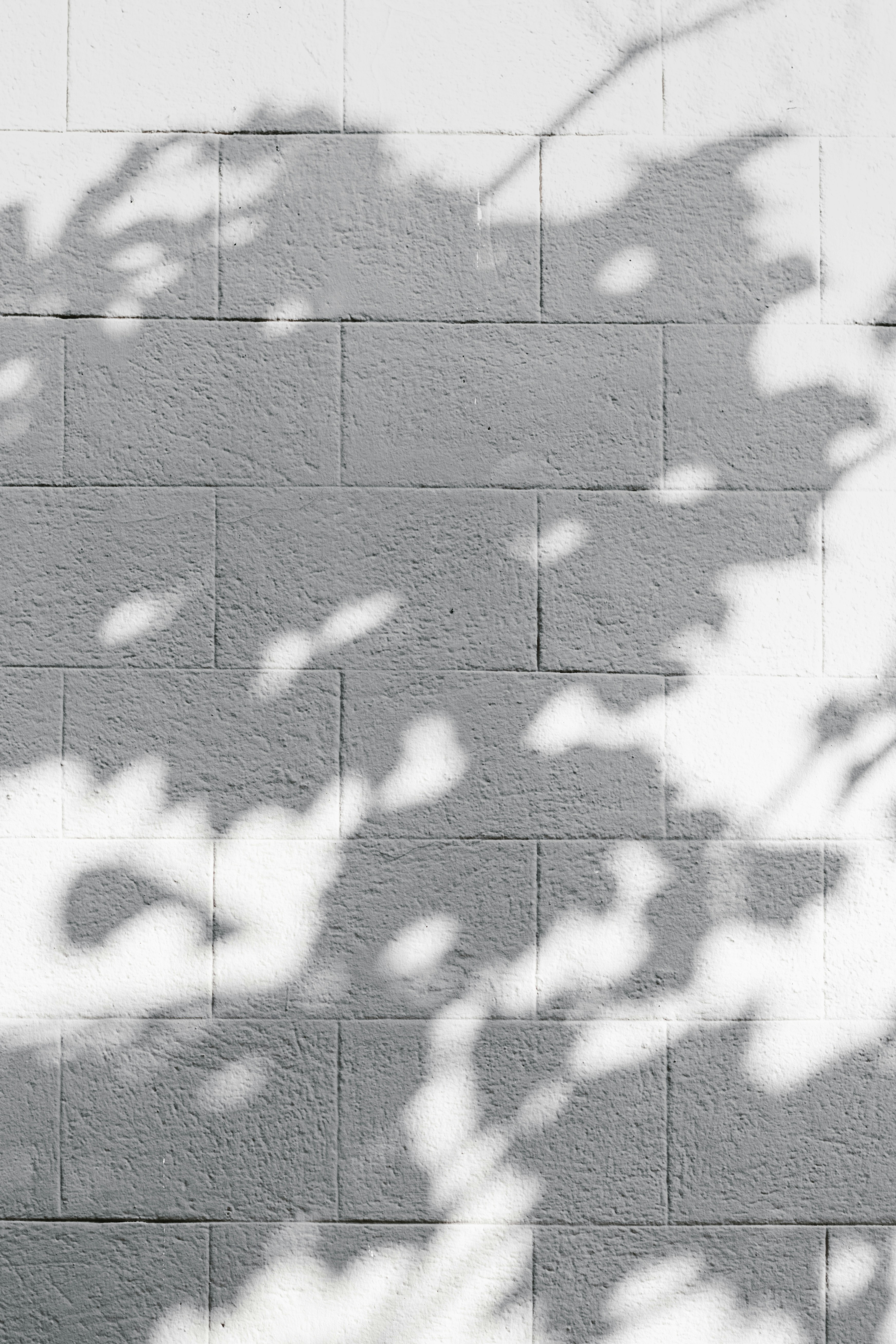Shadowed Mosaic: Leaves Casting Veiled Geometry on a Brick Wall