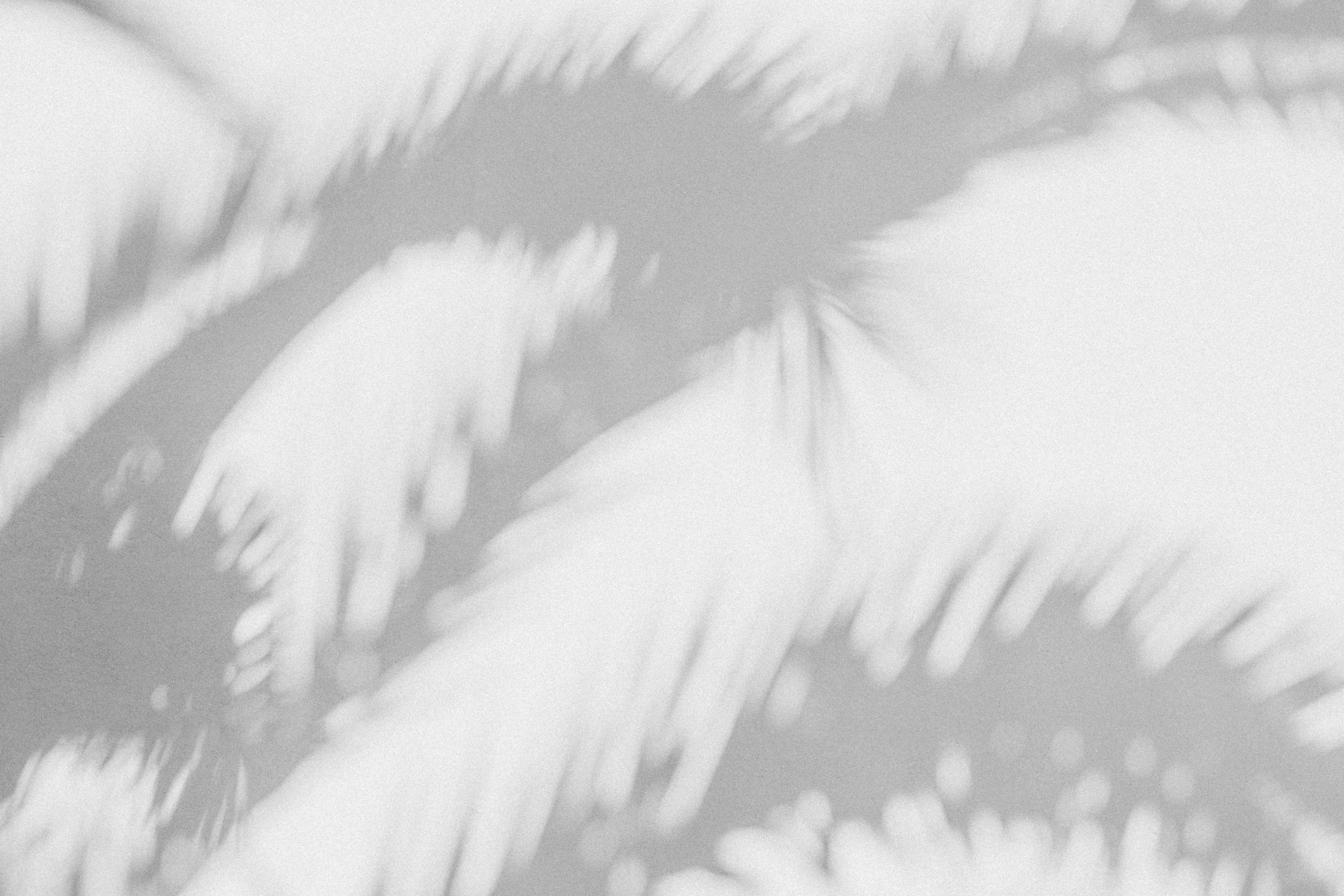 Subtle Shadowplay: Palm Fronds in Soft Backlight