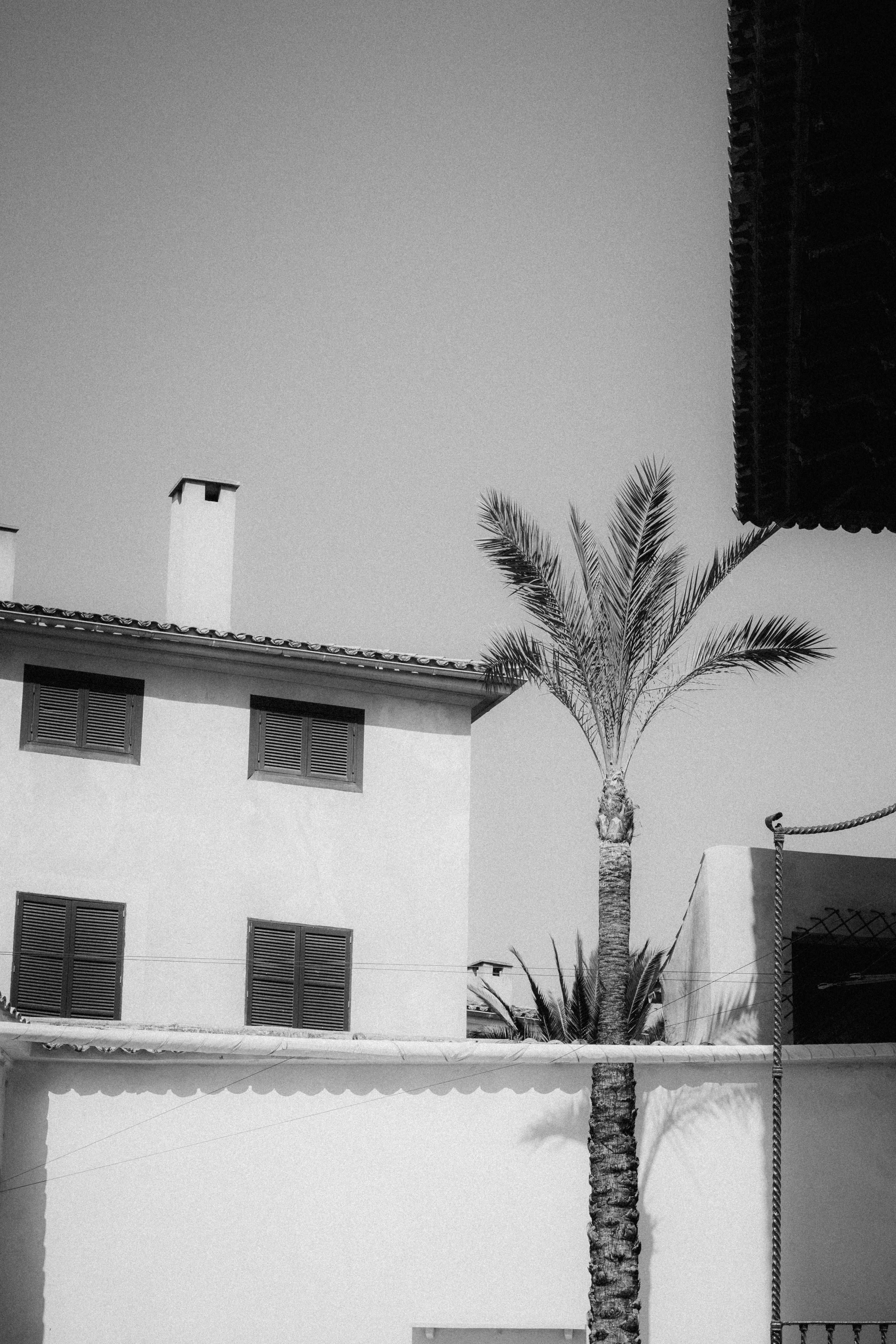 Palm against a sunlit courtyard: a quiet grayscale scene in a Mediterranean-style residence