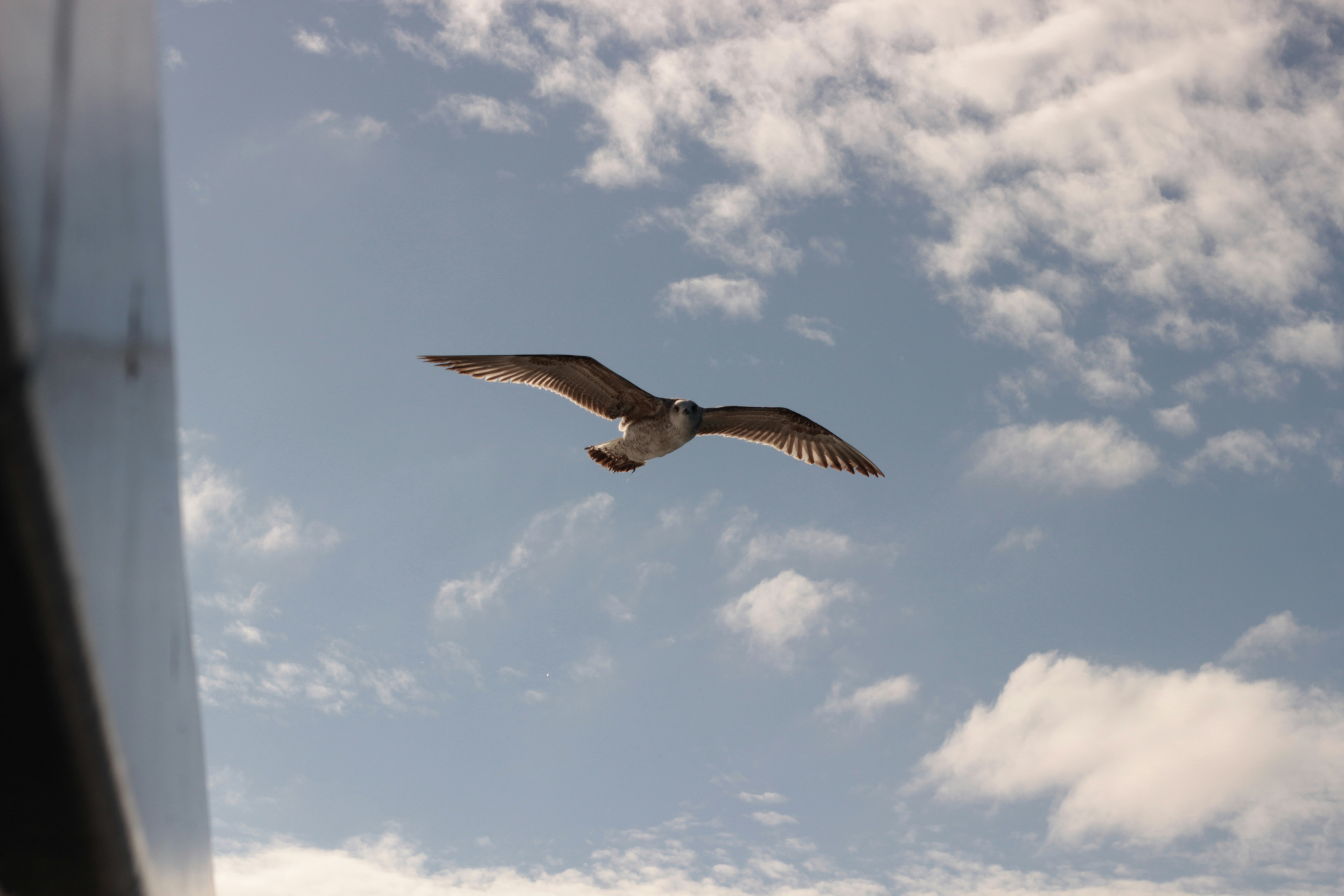 A seagull flies across an open blue sky filled with scattered white clouds. The bird is seen from below with wings outstretched, while a sliver of a boat or structure frames the left edge of the shot