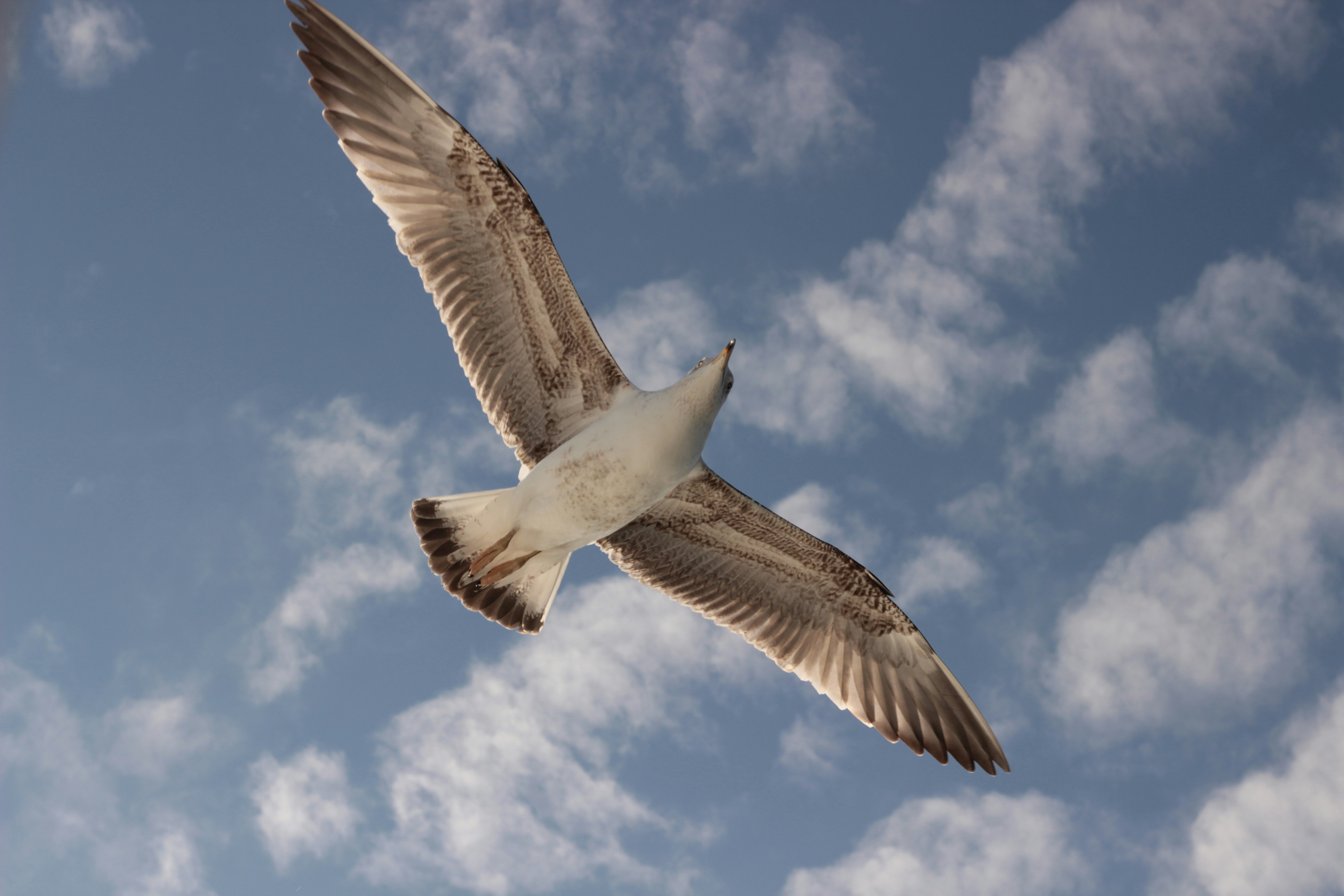 Winged Silhouette: A Seabird in Free Flight