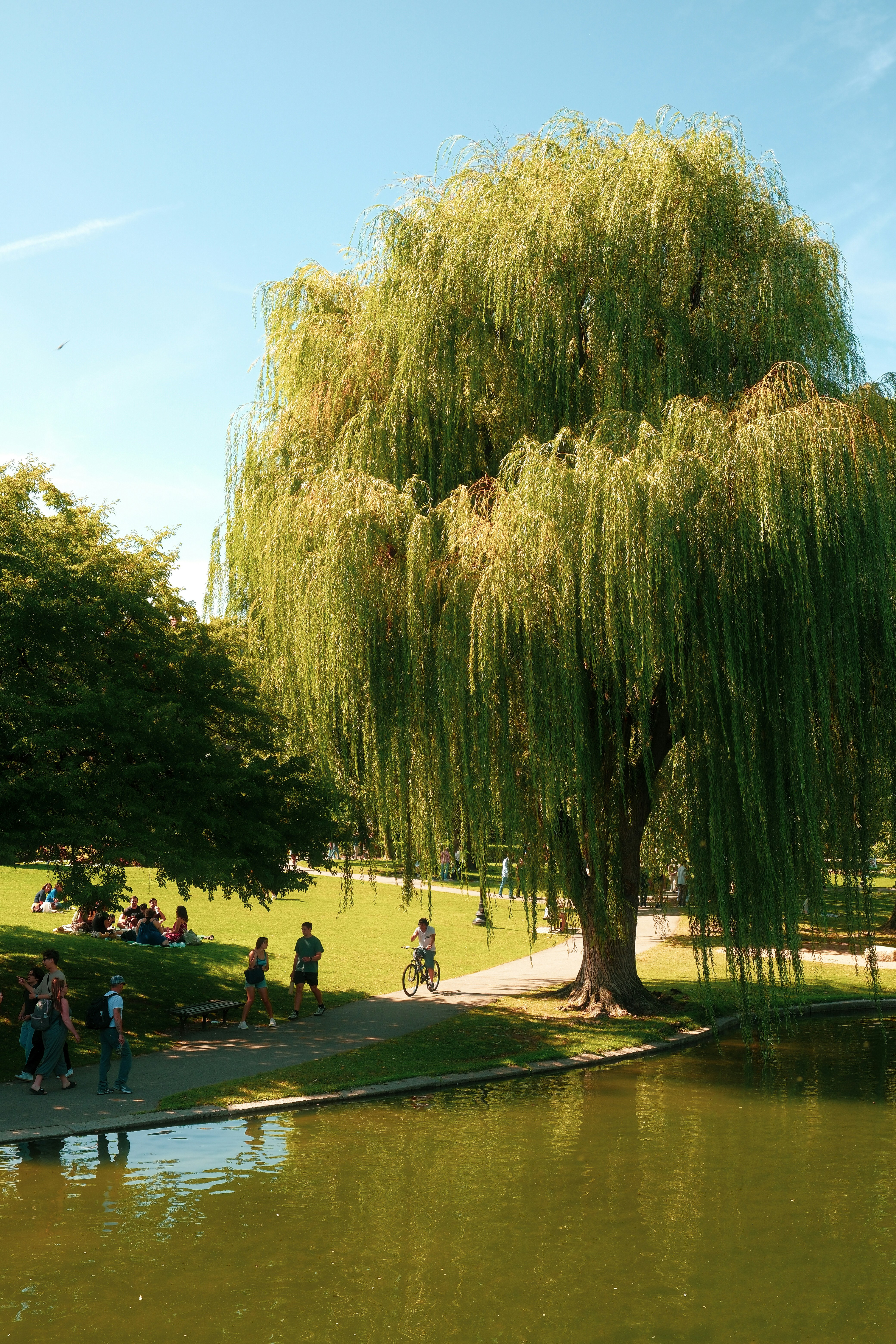 Emerald Weeping Willow Over the Park Pond