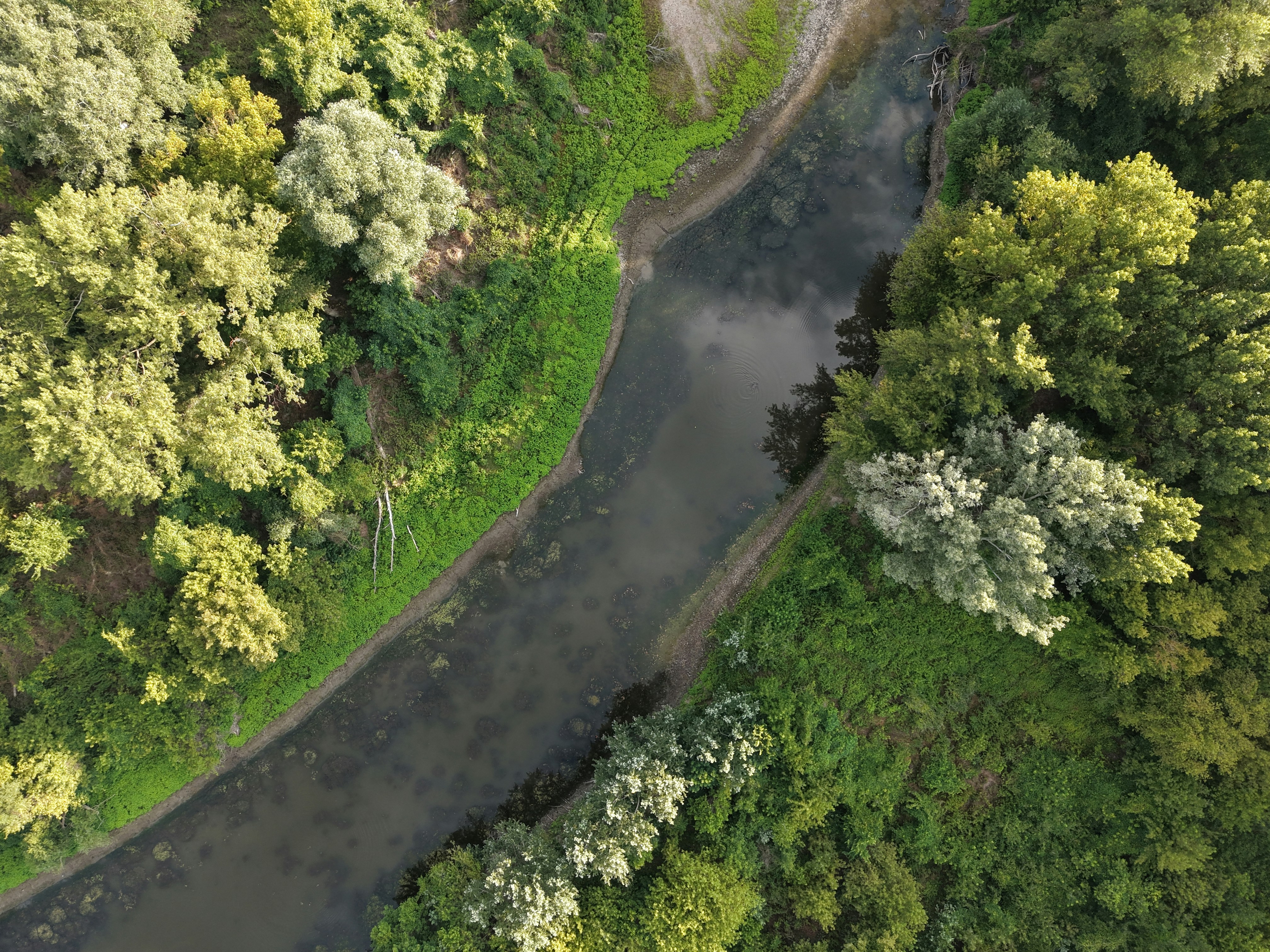Verdant V-Channel: Aerial view of a winding stream carved through lush riparian greens