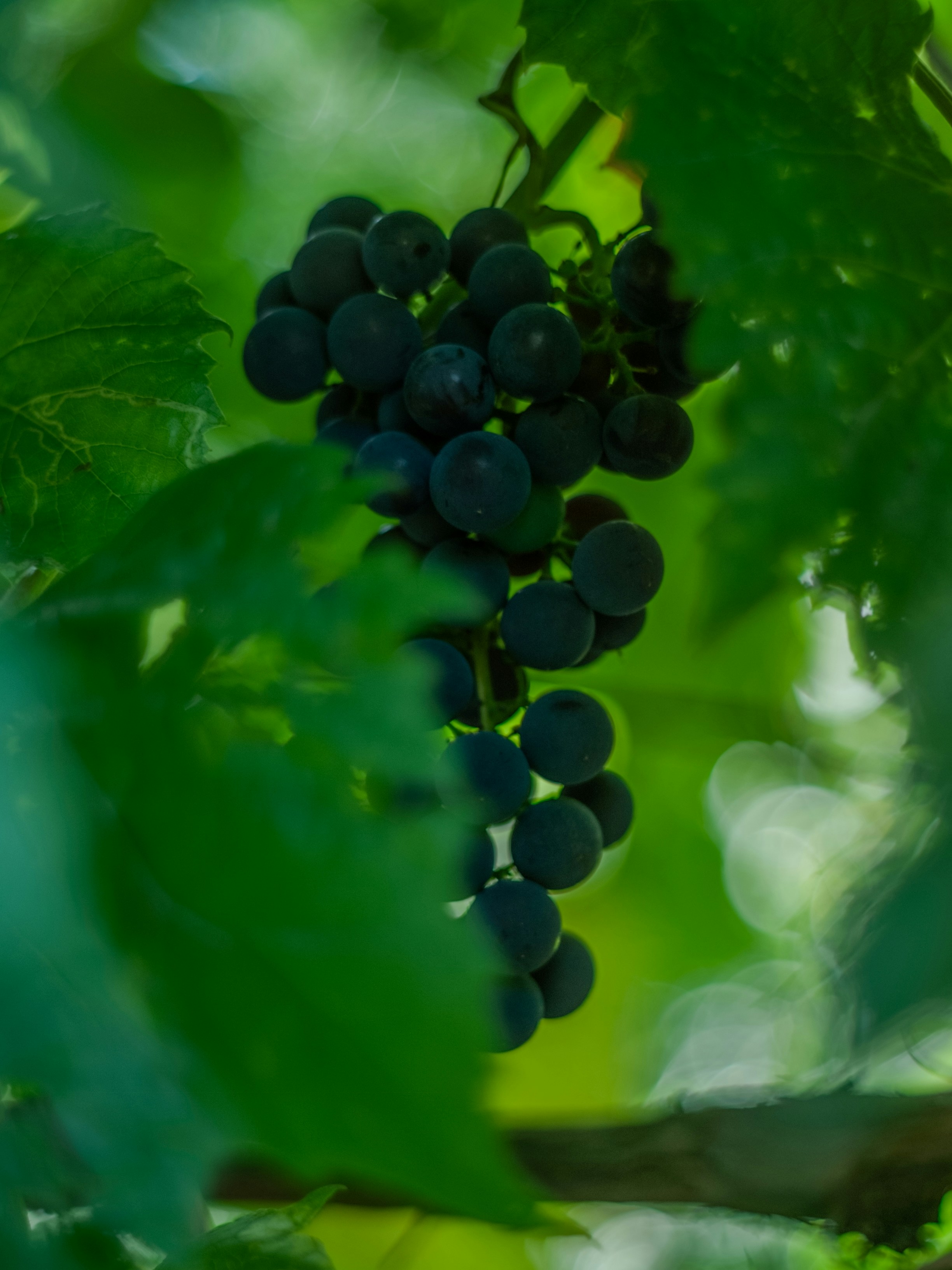 Cluster of dark grapes framed by green leaves in soft focus, suggesting a lush vineyard moment.