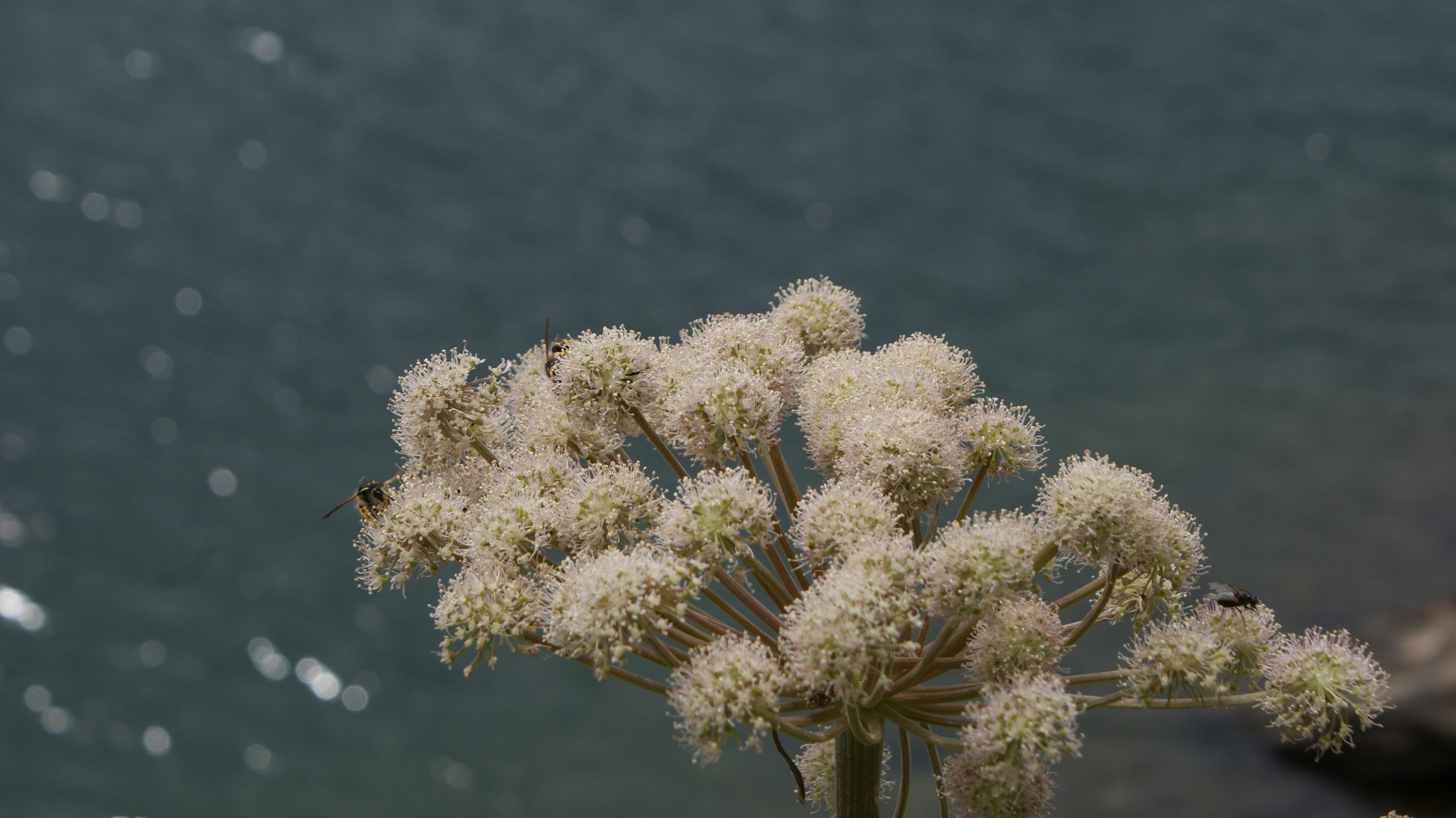Sunlit Umbel Against a Quiet Sea