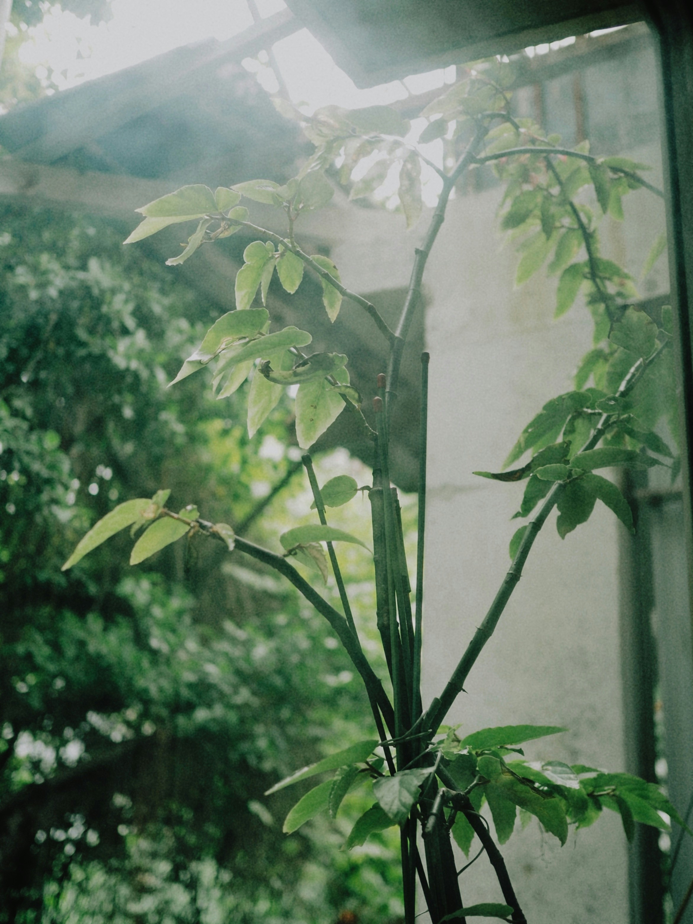 Sunlit Foliage Reaching Toward the Screen