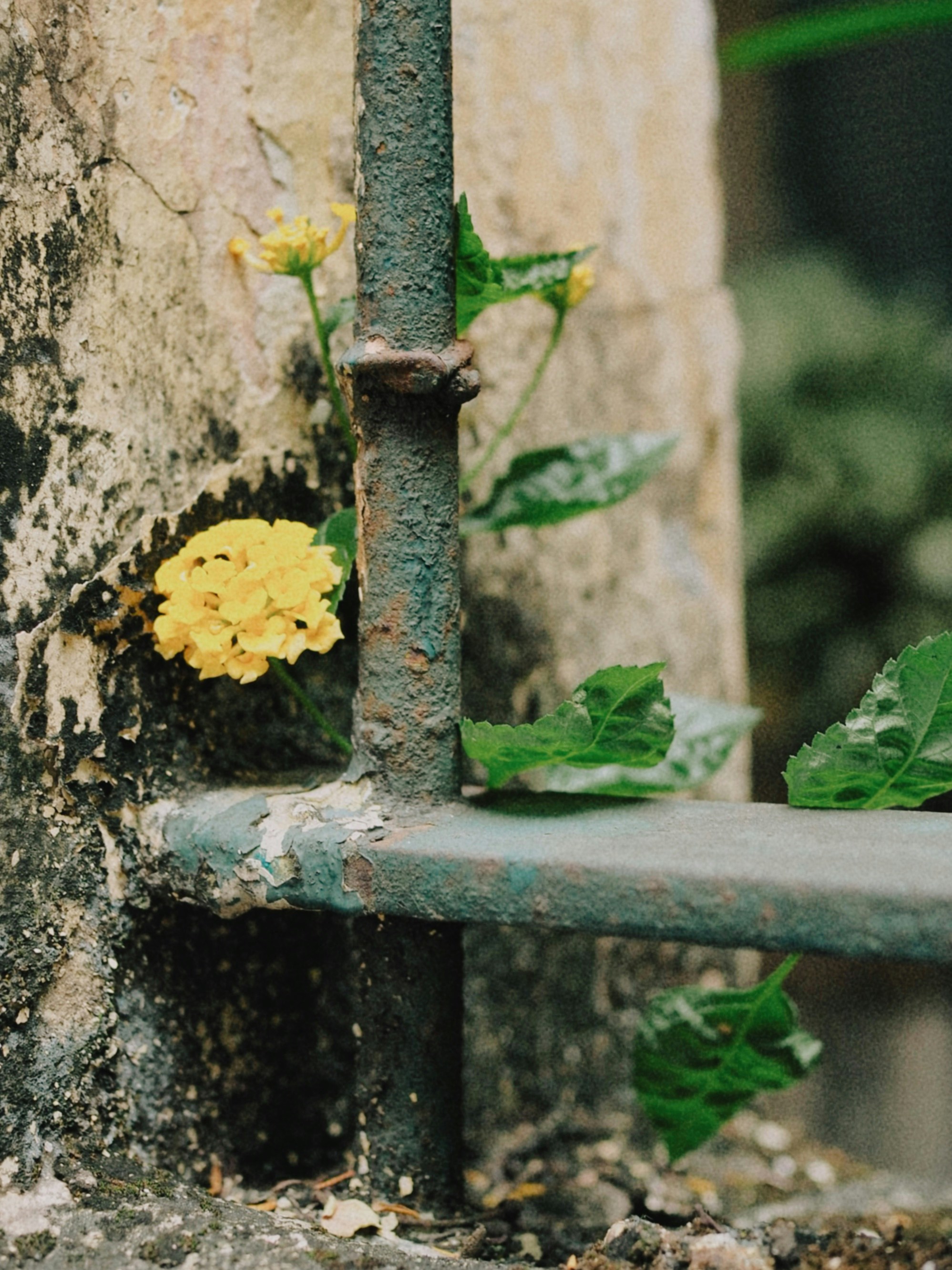 Yellow bloom through rusty bars by weathered stone