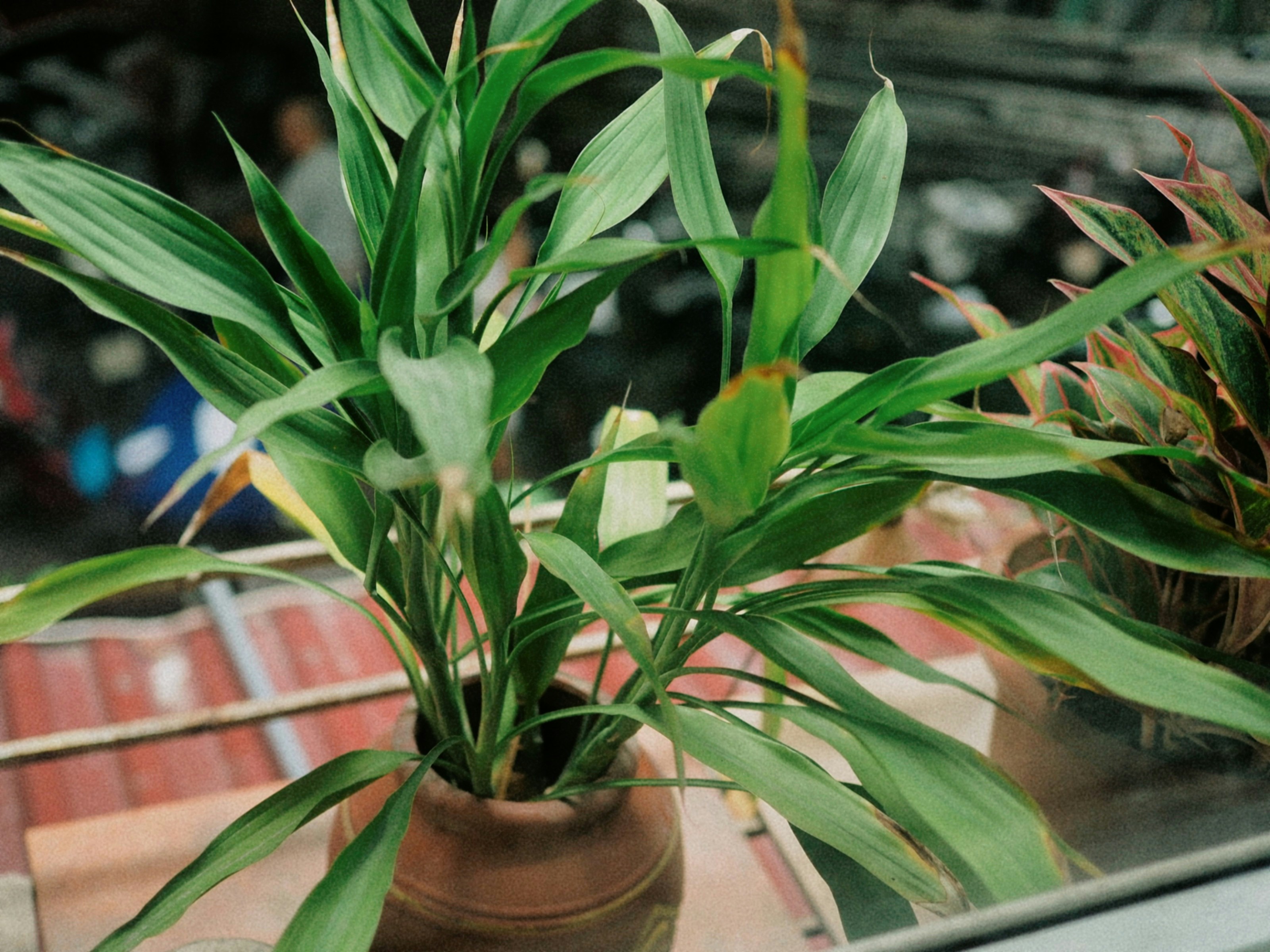 Green Indulgence: A Closer Look at a Potted Plant by the Window