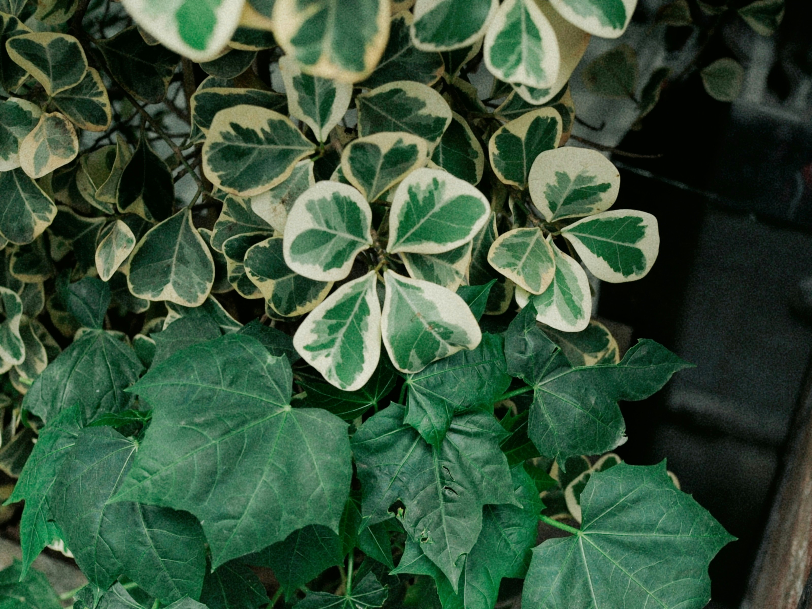 Two-Toned Foliage Cascade