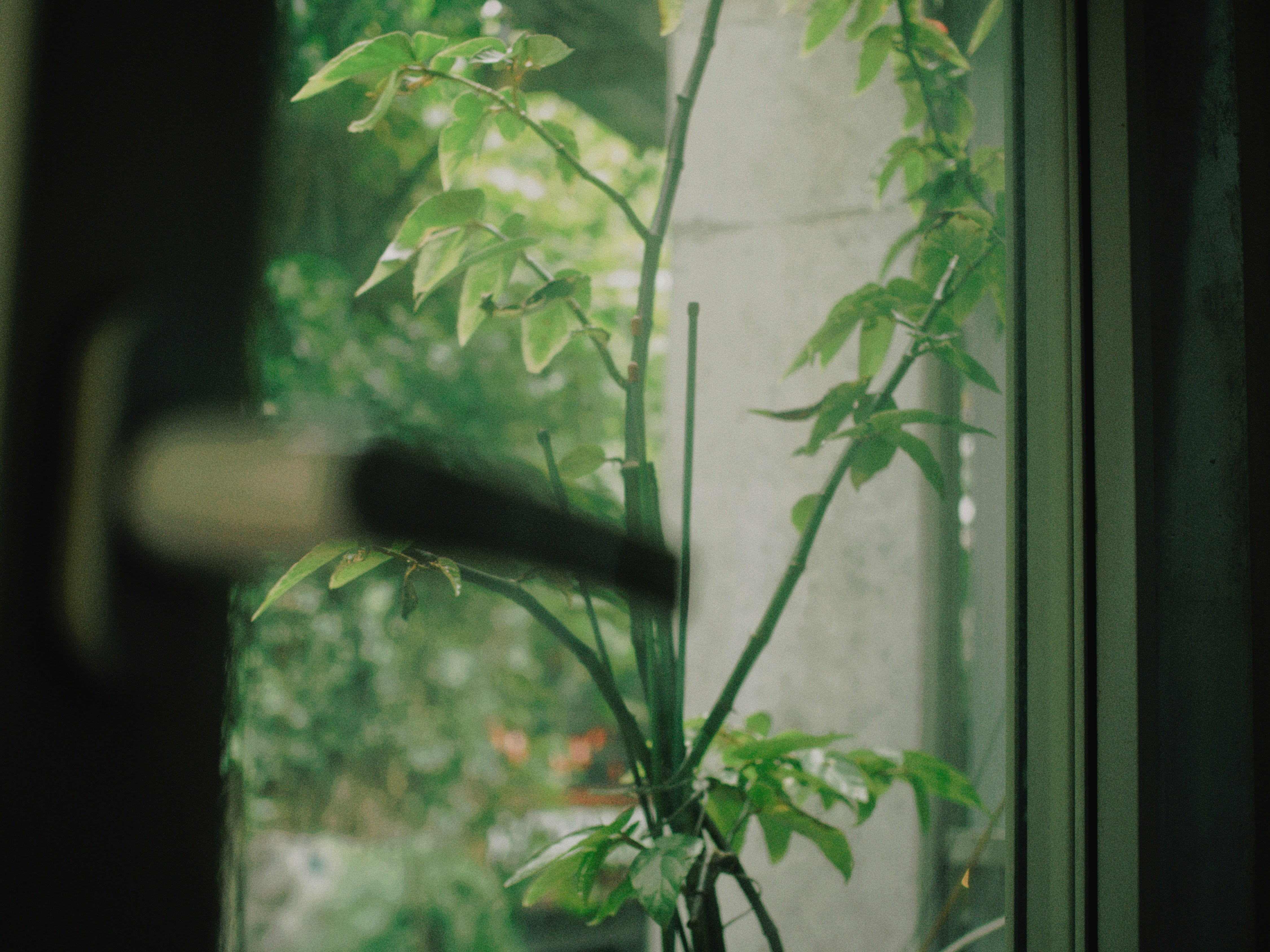 Verdant Window Frame: A Green Life Intruding the Quiet