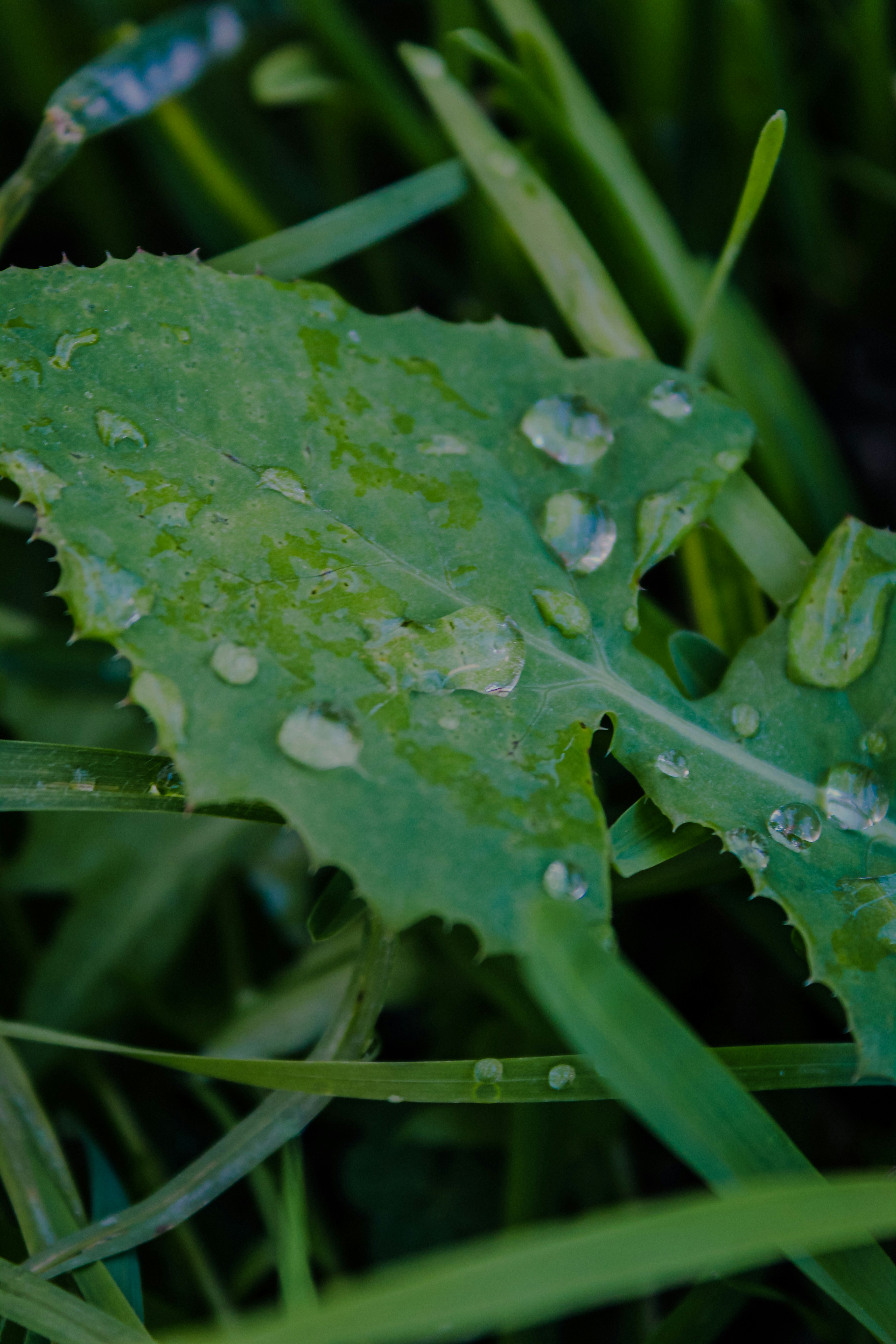 Dew-speckled Leaf in a Quiet Green Understory