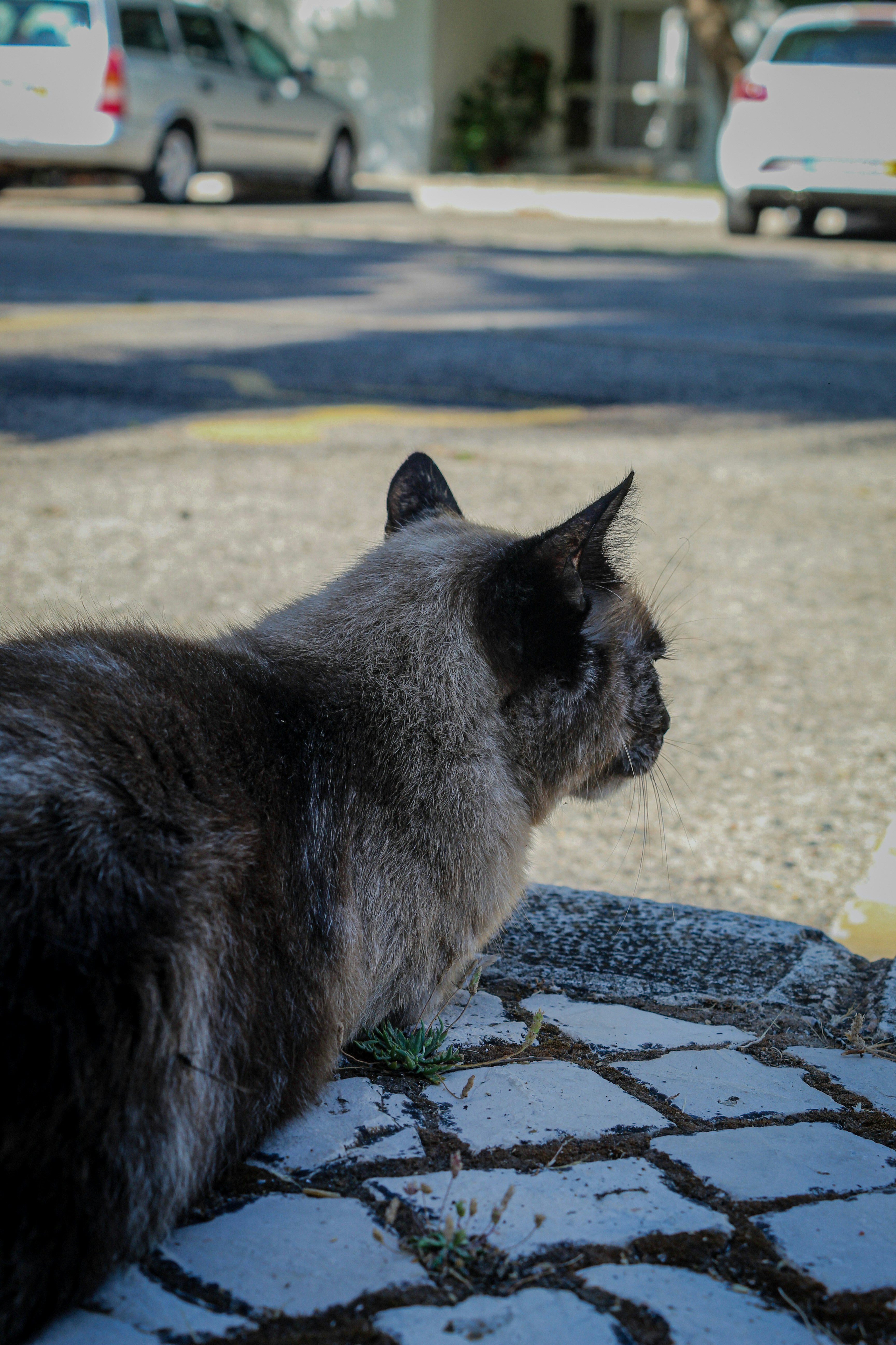 Sidelit Cat at Street-Side Terrace