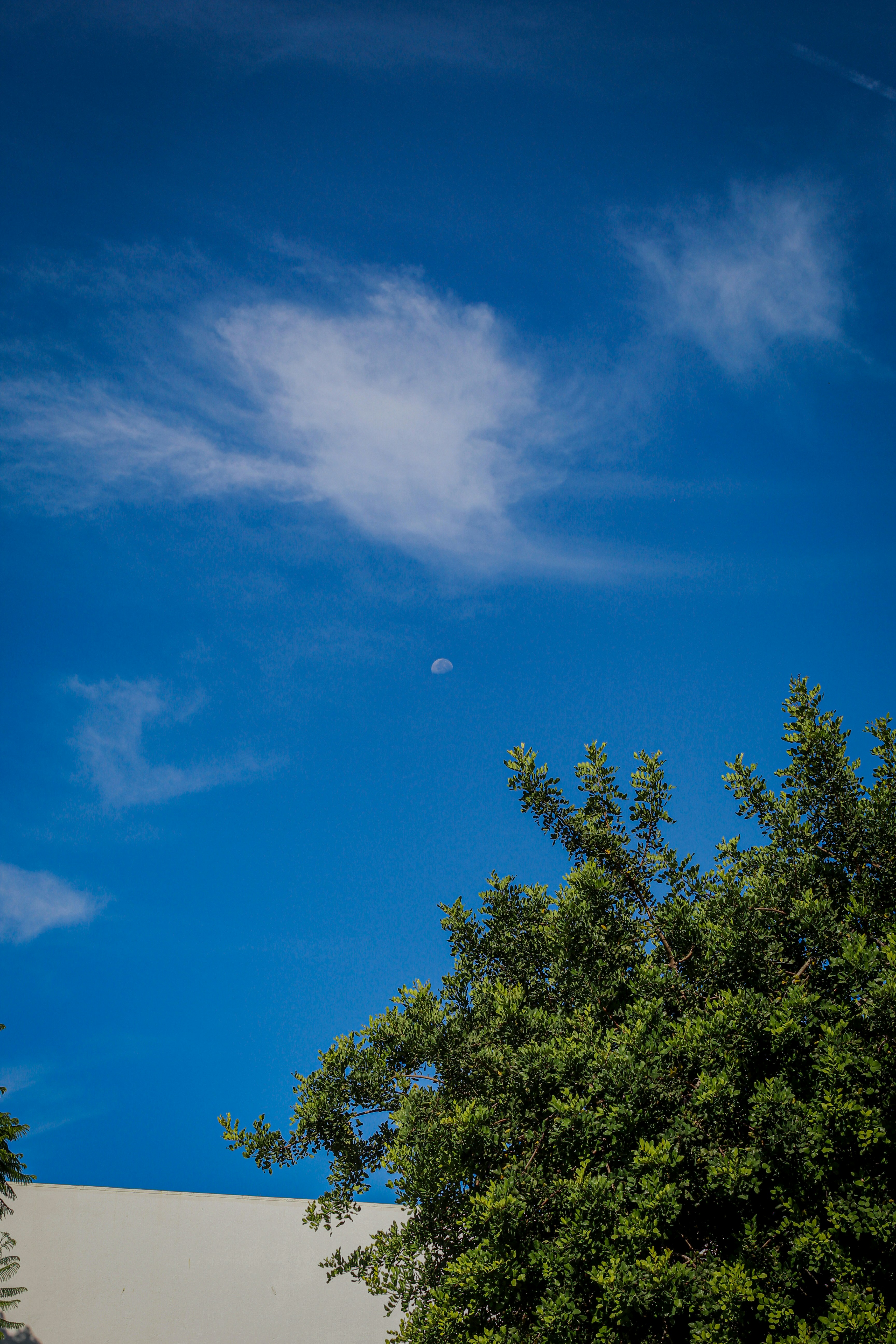 Blue Sky, White Cloud, and a Quiet Moon Above a Green Canopy