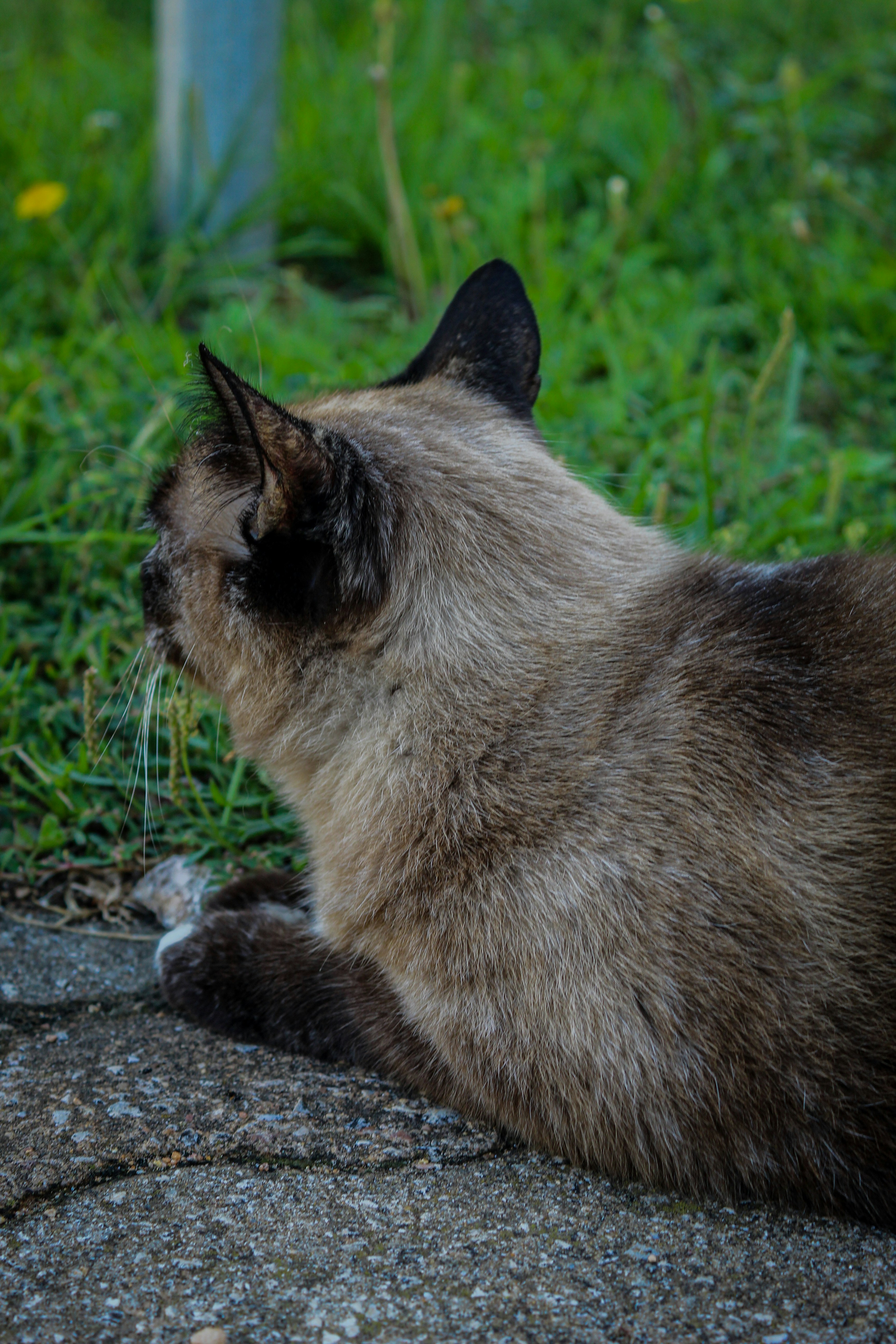 Quiet Side Profile: A Cat Resting by the Green Verge