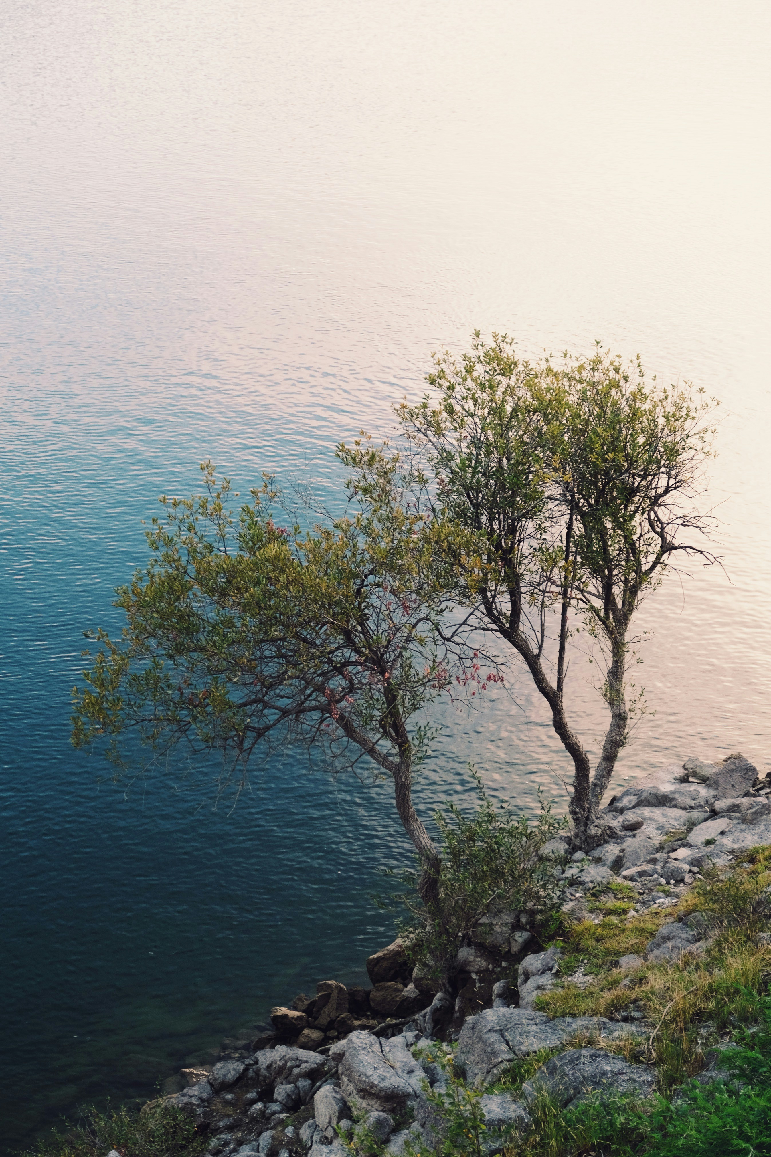 Lone, Windswept Tree Clinging to the Cliff's Edge Over Calm Waters
