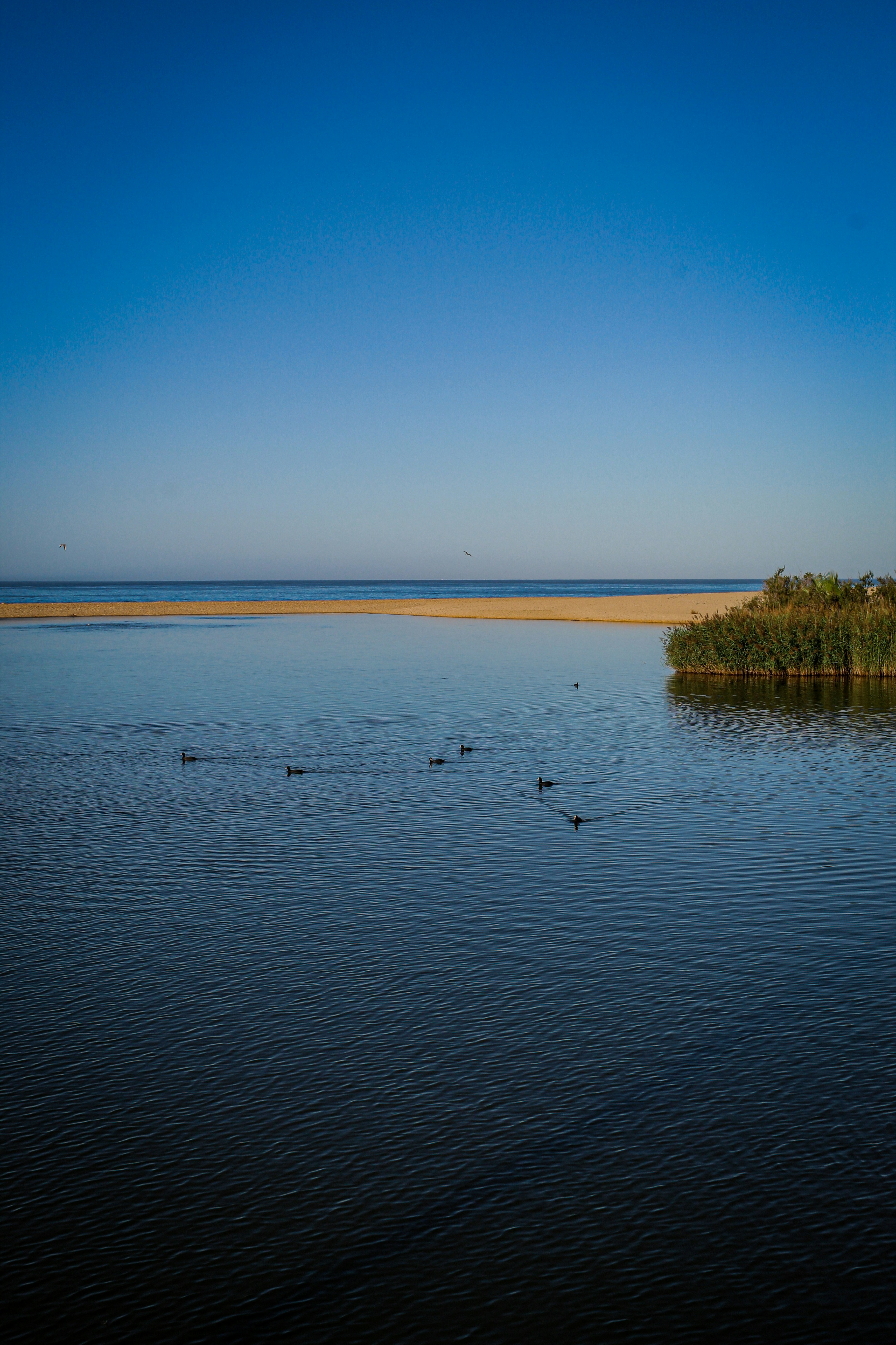 A Quiet Confluence: Birds Skim the Coastal Inlet Under a Vast Sky