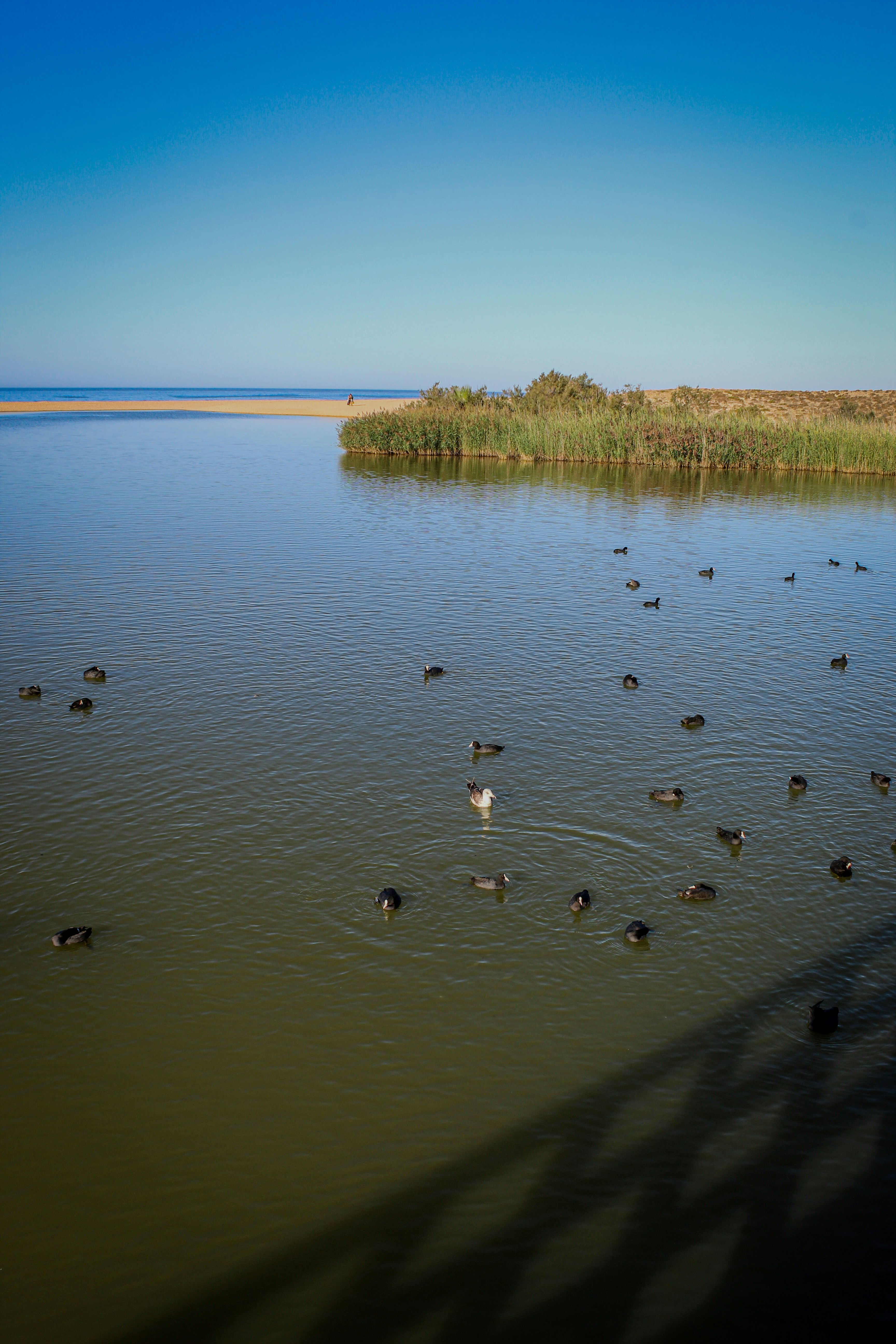 A serene tidal pool with numerous ducks quietly scattered across the water, a distant sandy shore and low-lying vegetation under a clear blue sky.