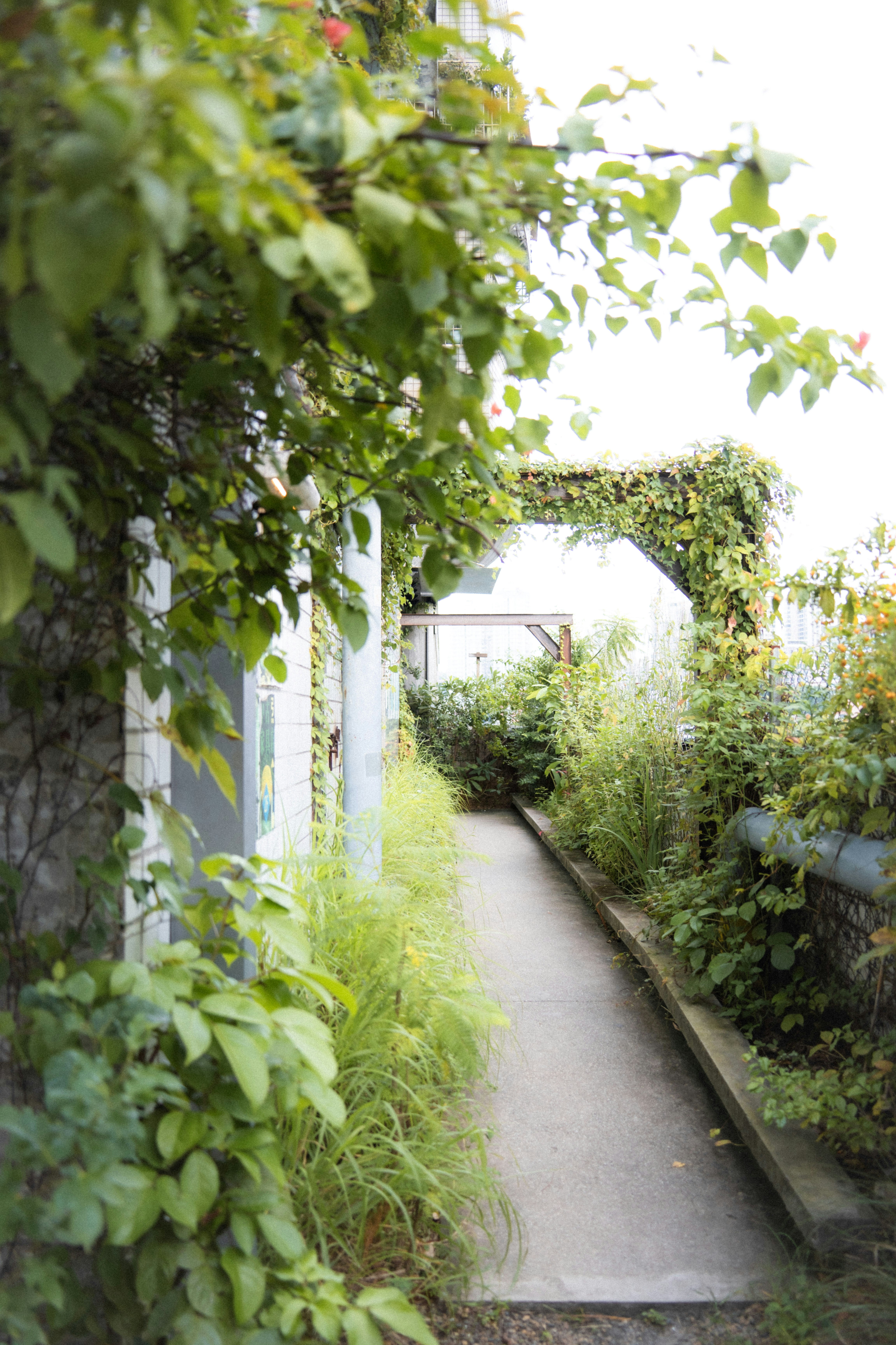 Overgrown Alleyway to a Sunlit Garden Arch