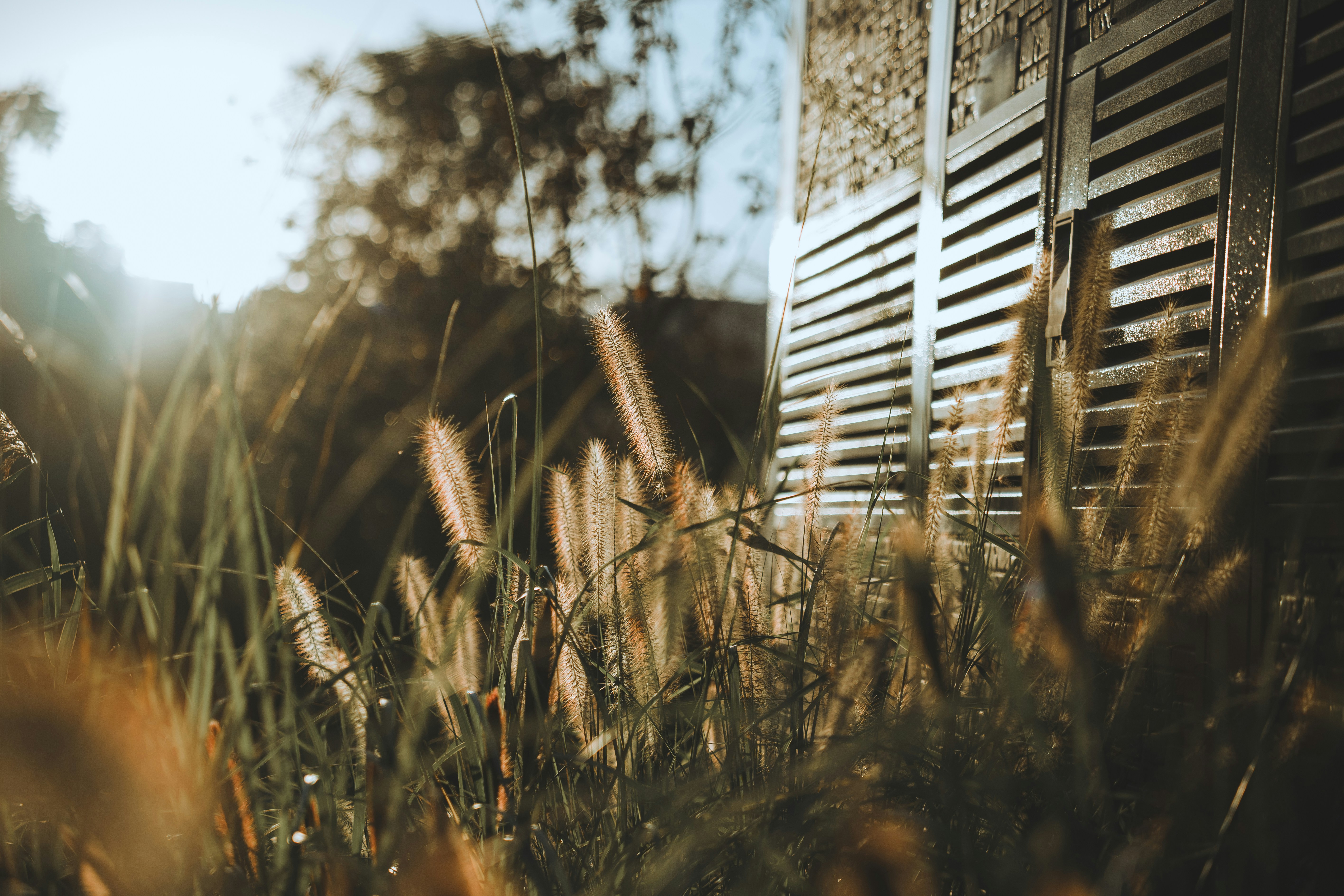Sunlit prairie frame by the side of the shed
