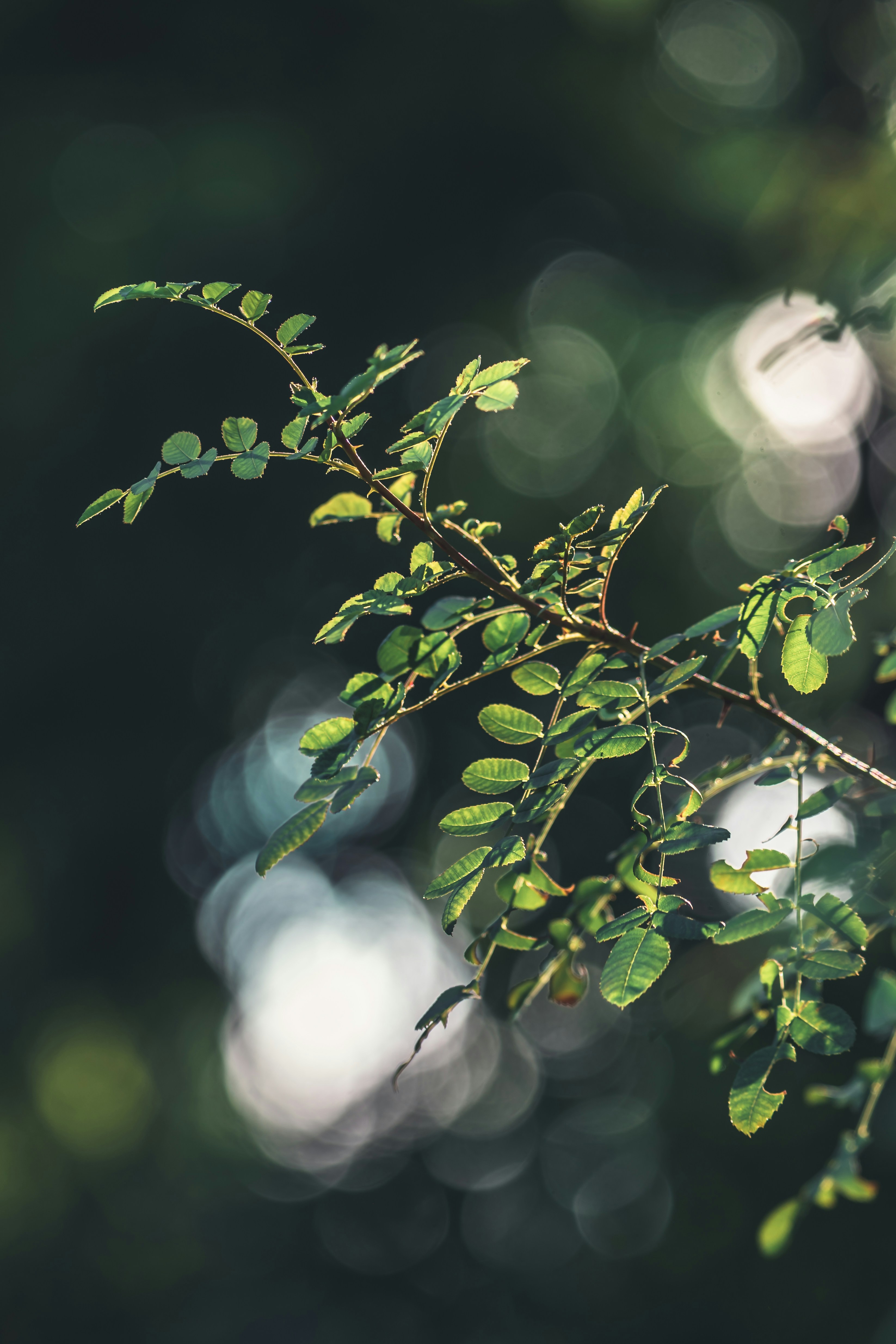 Branching Green: Sunlit Leaves in Soft Focus Bokeh