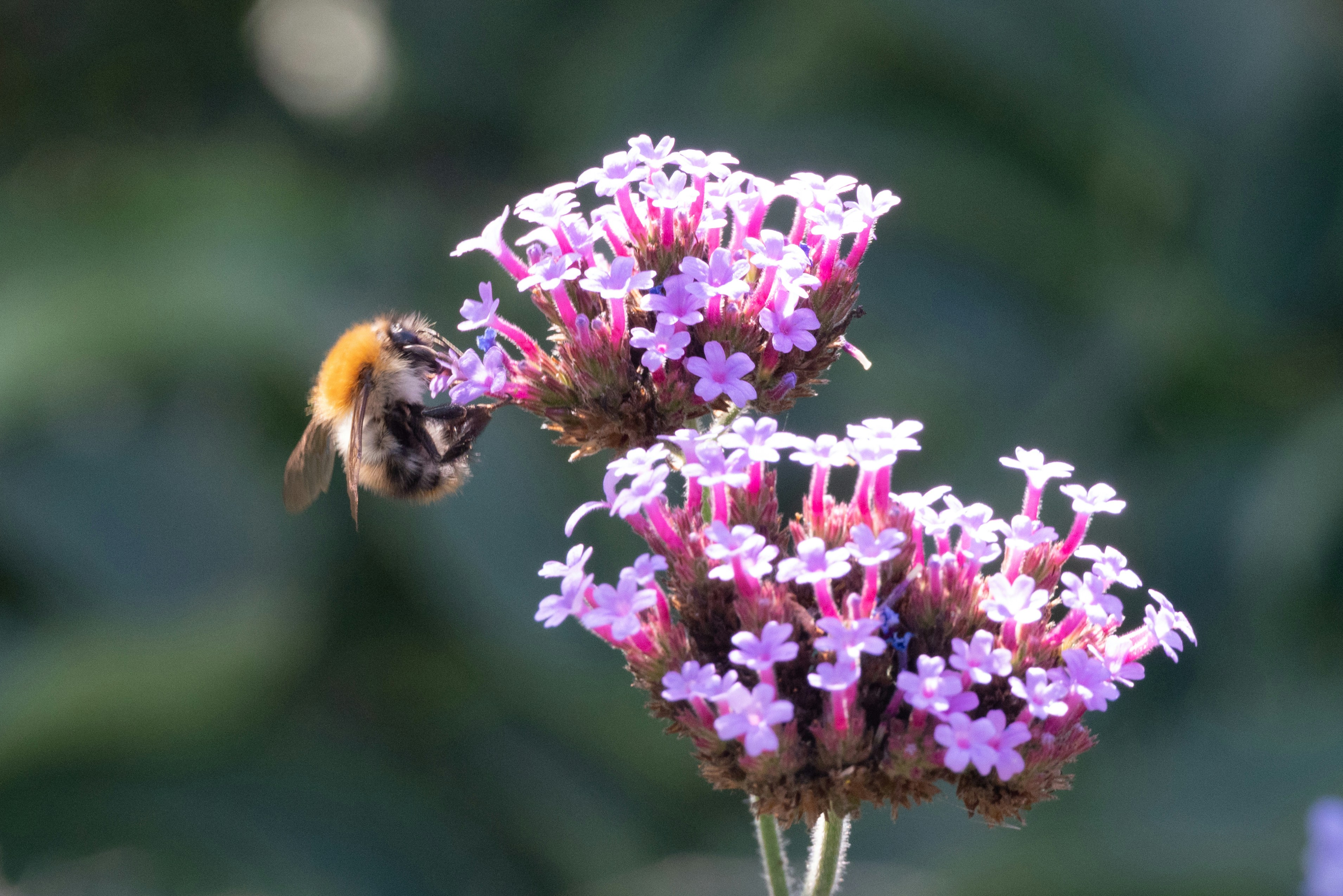 Buzzing Focus: A Bee Hovering by Purple Garden Bloom