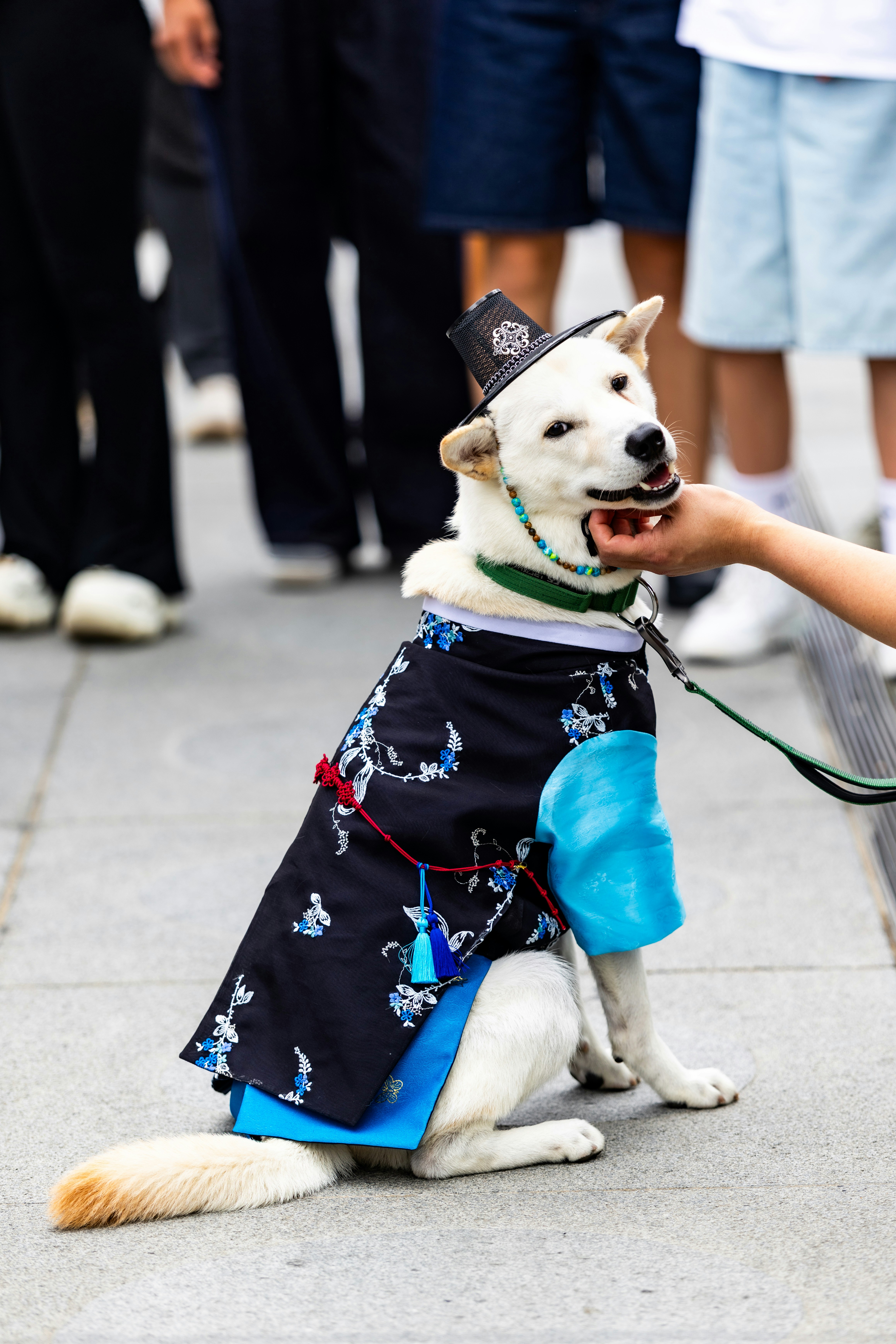 Elegant Dog in Traditional Attire Grins at the Crowd