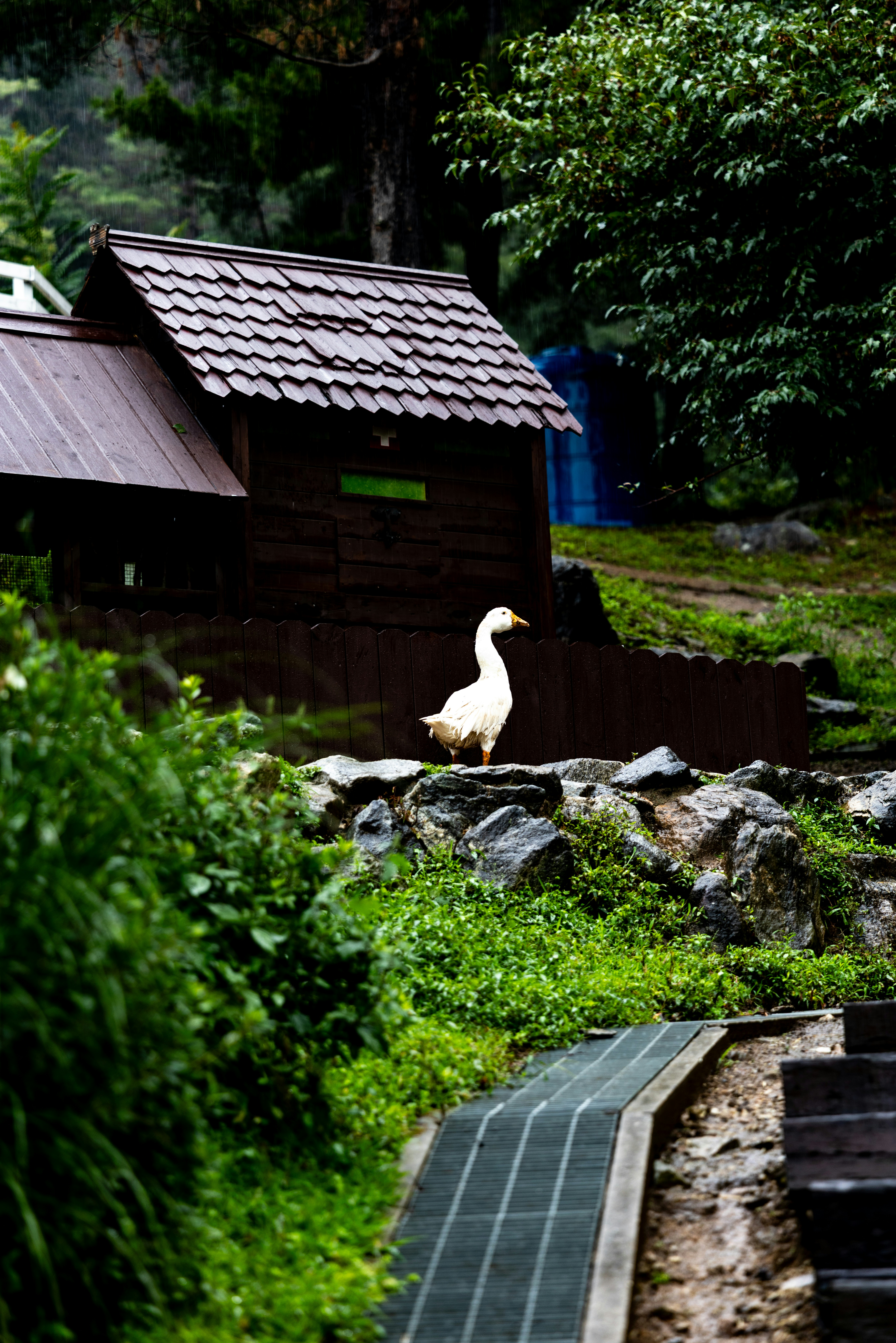 A white heron stands along a stone path beside a wooden cottage, with lush greenery surrounding the scene. The image captures a tranquil moment in a rural setting; watermark-free and natural.