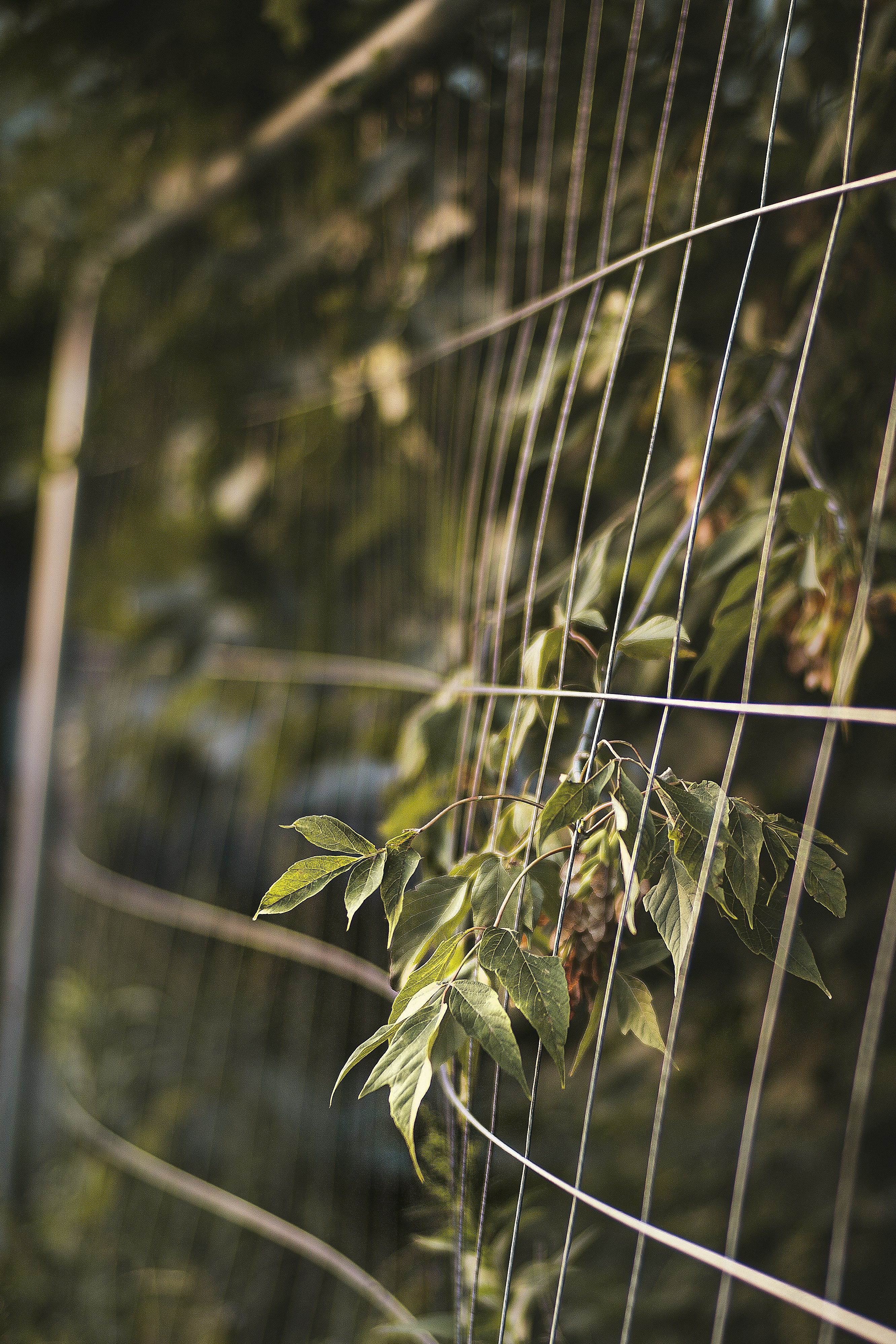 Sunlit leaves growing through a metal fence, captured with shallow depth of field and warm evening light. The rigid geometry of the wire grid contrasts with the organic shapes of the plant, creating a quiet, almost abstract study of nature reclaiming a man-made structure.