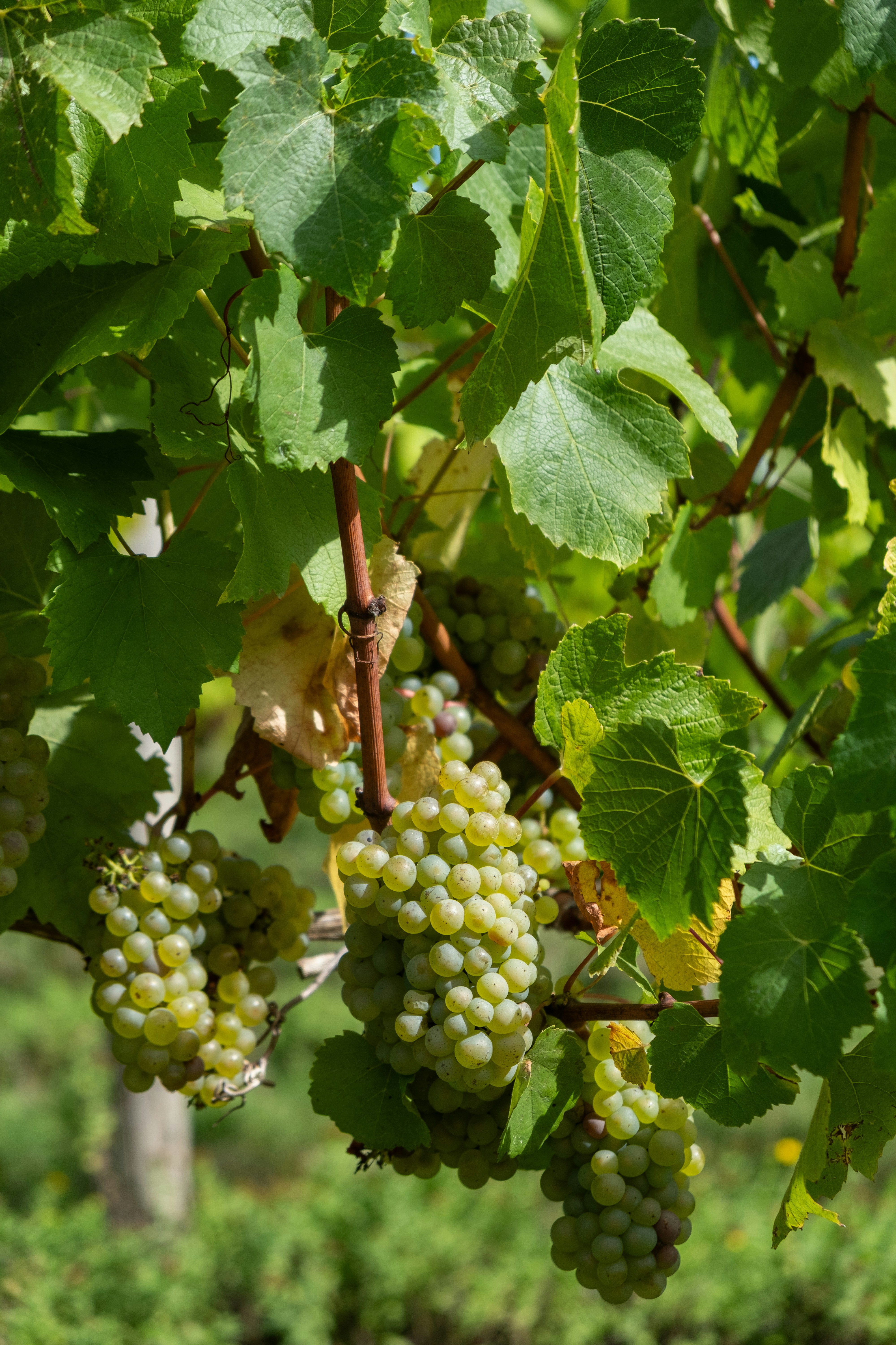 Sunlit Bunches: Green Grapes Beneath Jade Vineyard Leaves