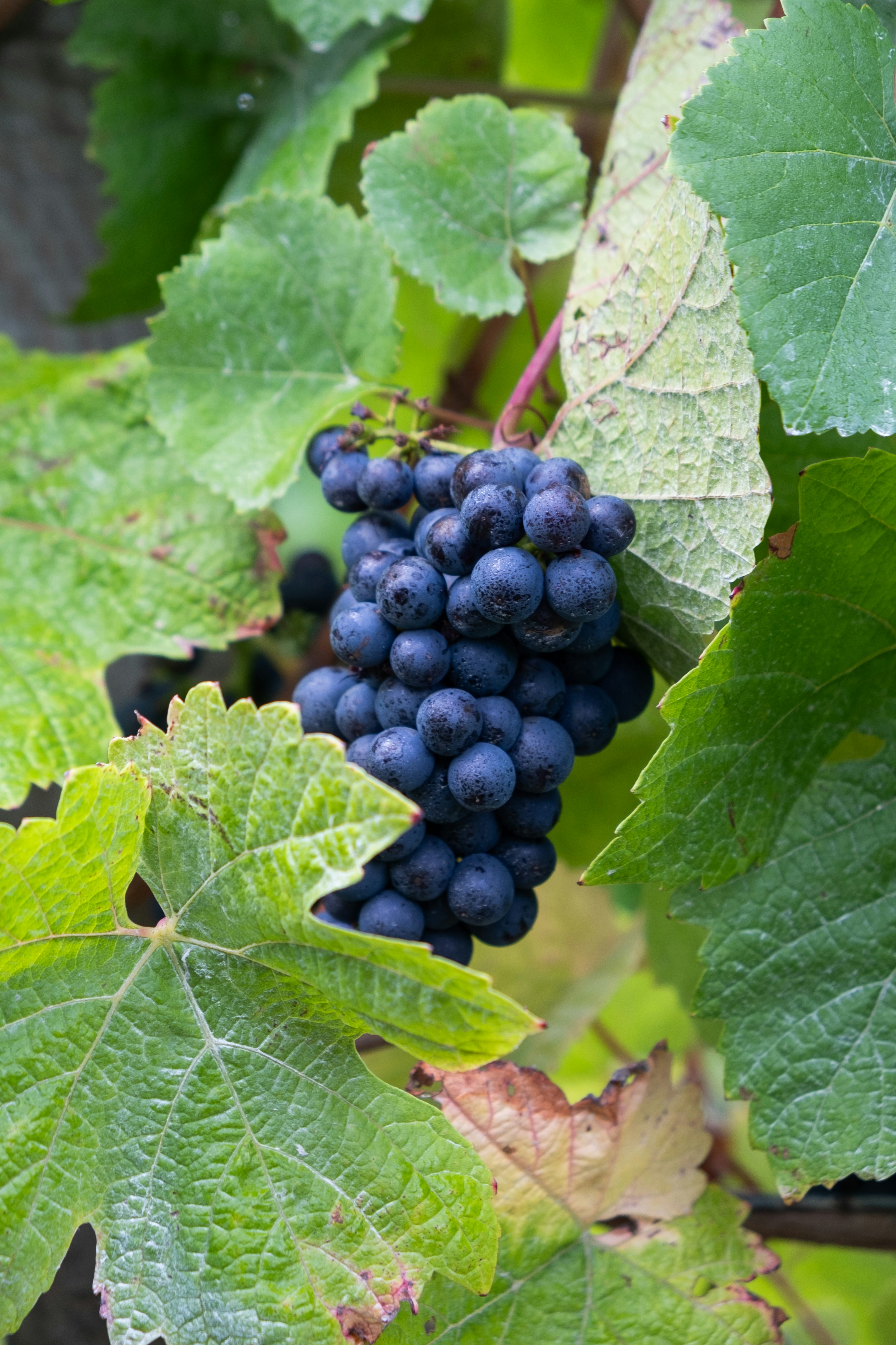 Grapevine Portrait: A Deep Cluster Framed by Vineyard Leaves