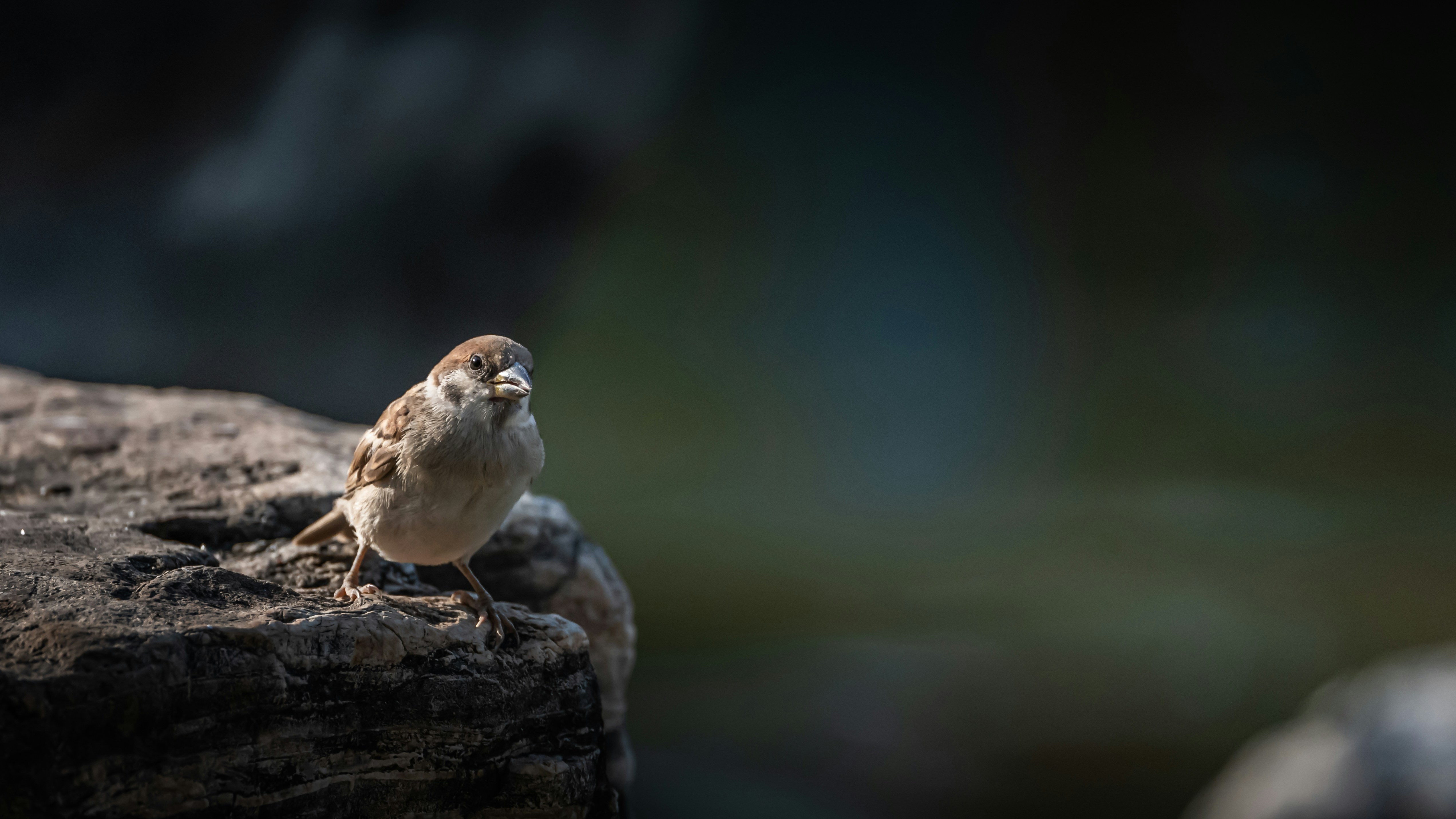 A Tiny Twig Soldier: Finch on a Weathered Log