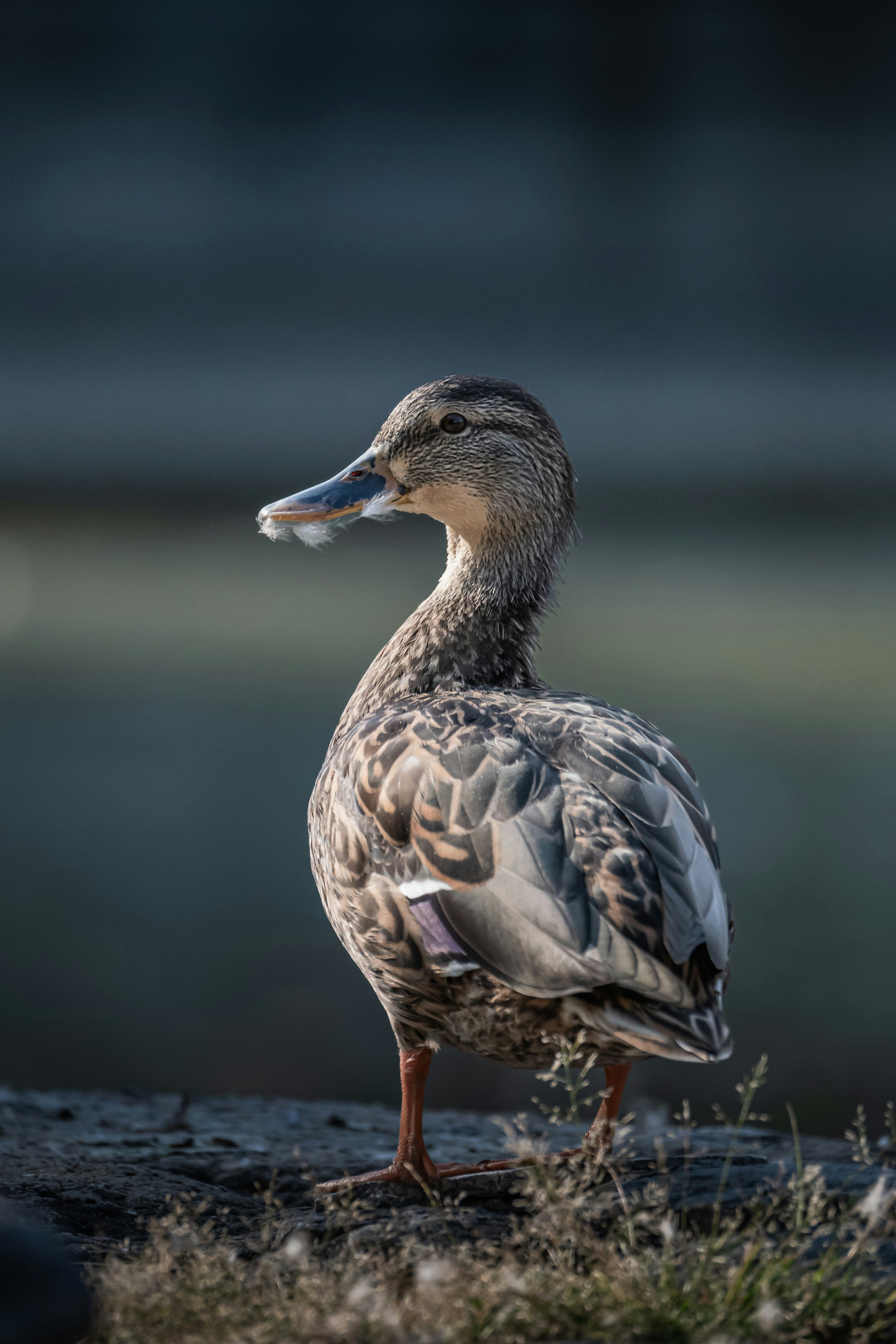 Duck by the Waterline: Morning Light on a Portrait of Feathery Detail
