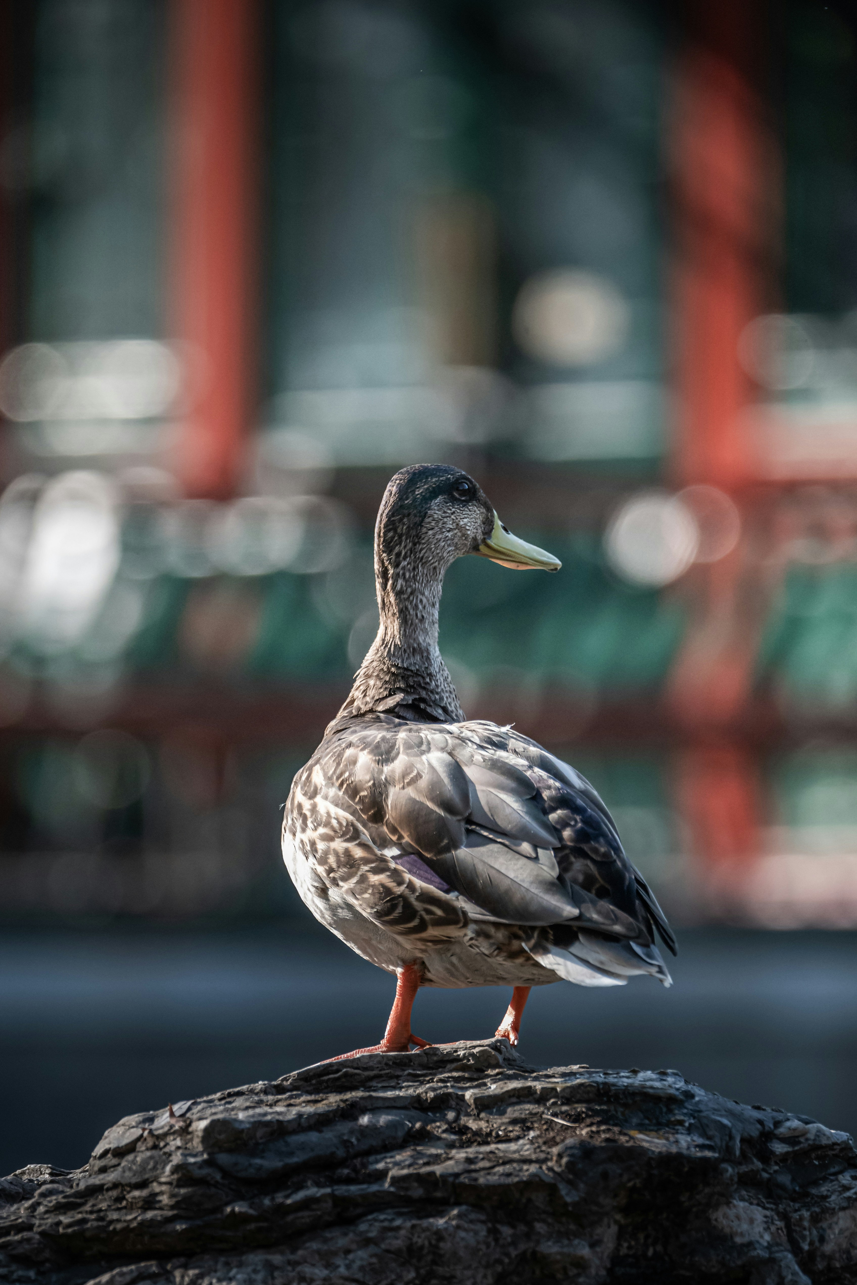 Crooked-neck Sentinel: A Duck on a Rocky Stage