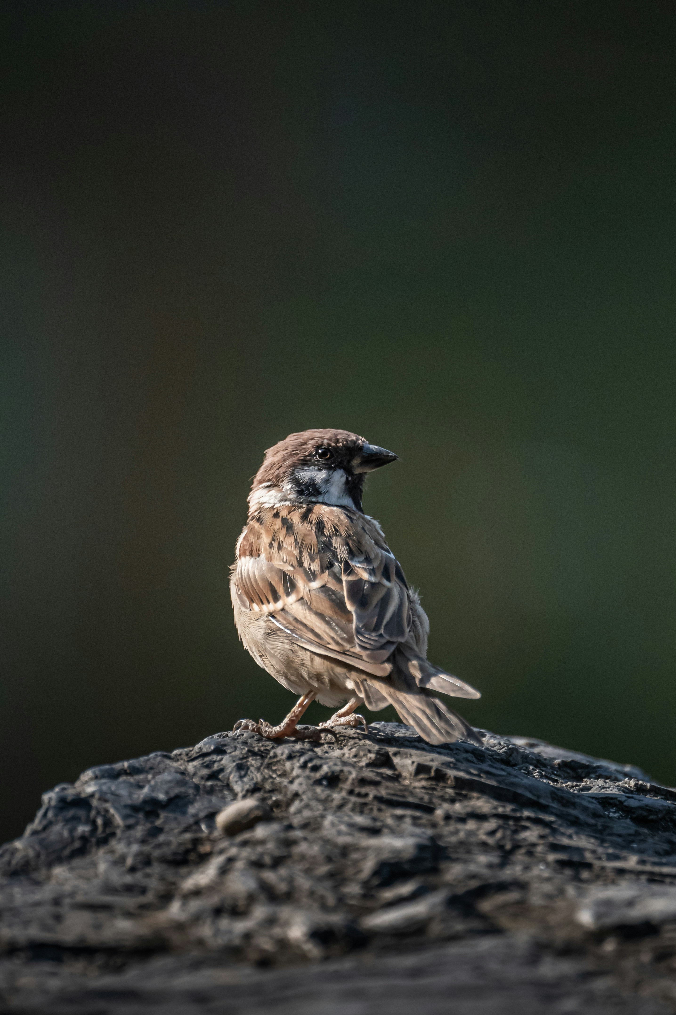 Harboring Silence: A Sparrow Perched on Weathered Rock