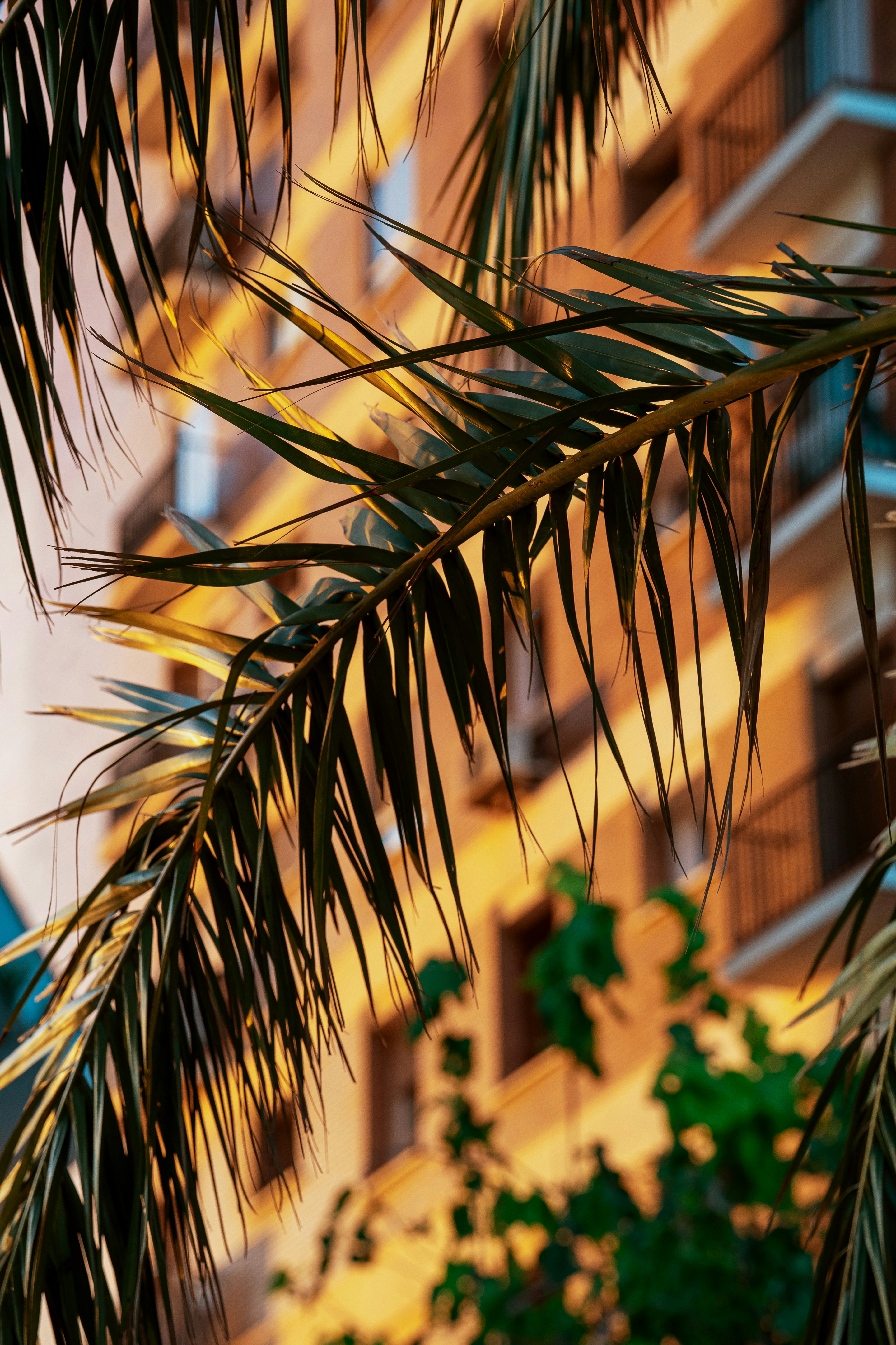 Sunlit palm fronds in an urban courtyard