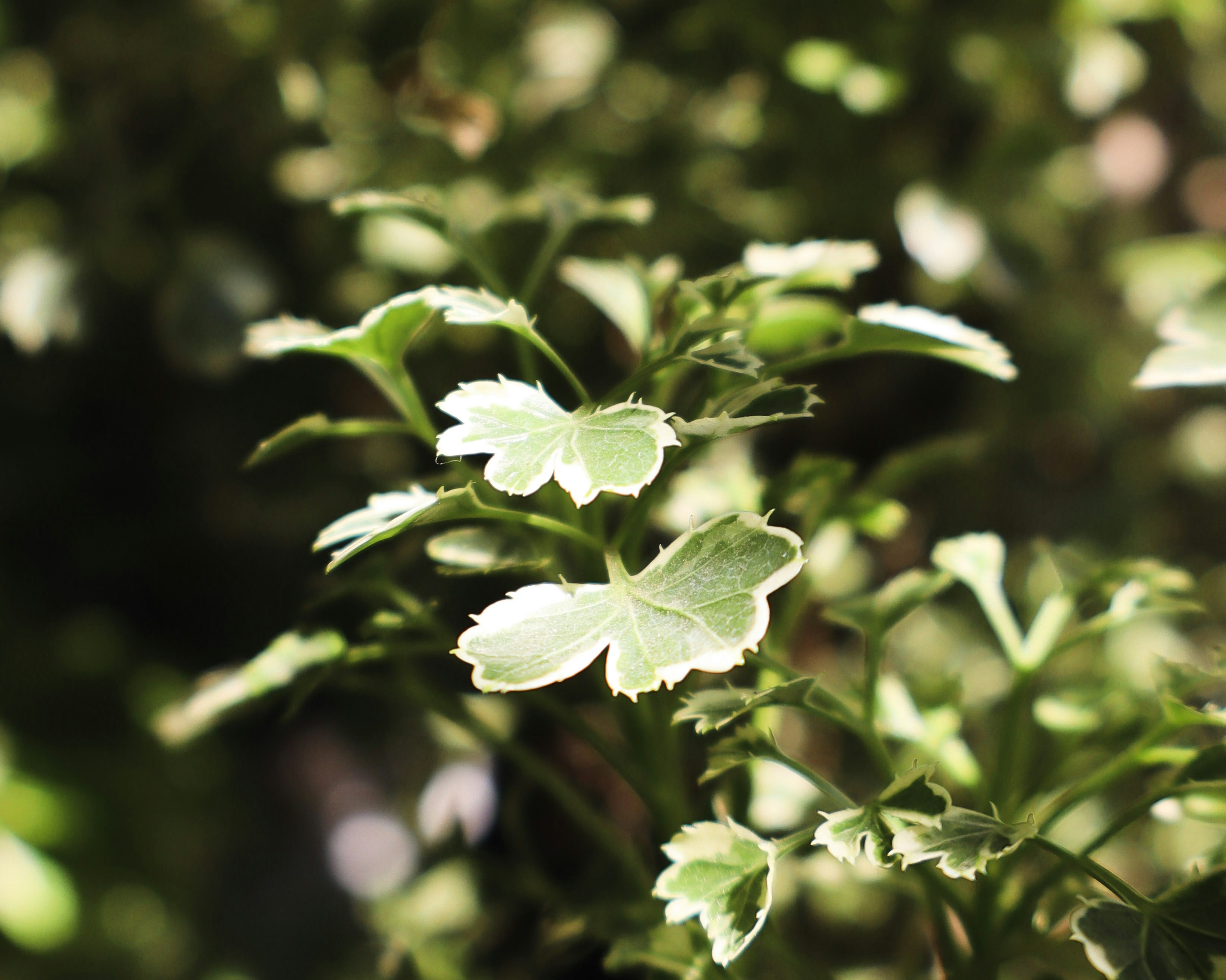 Vibrant green leaves with serrated edges catching sunlight in a shallow depth of field. Close-up shot highlighting texture and natural detail of a plant, with a blurred background.