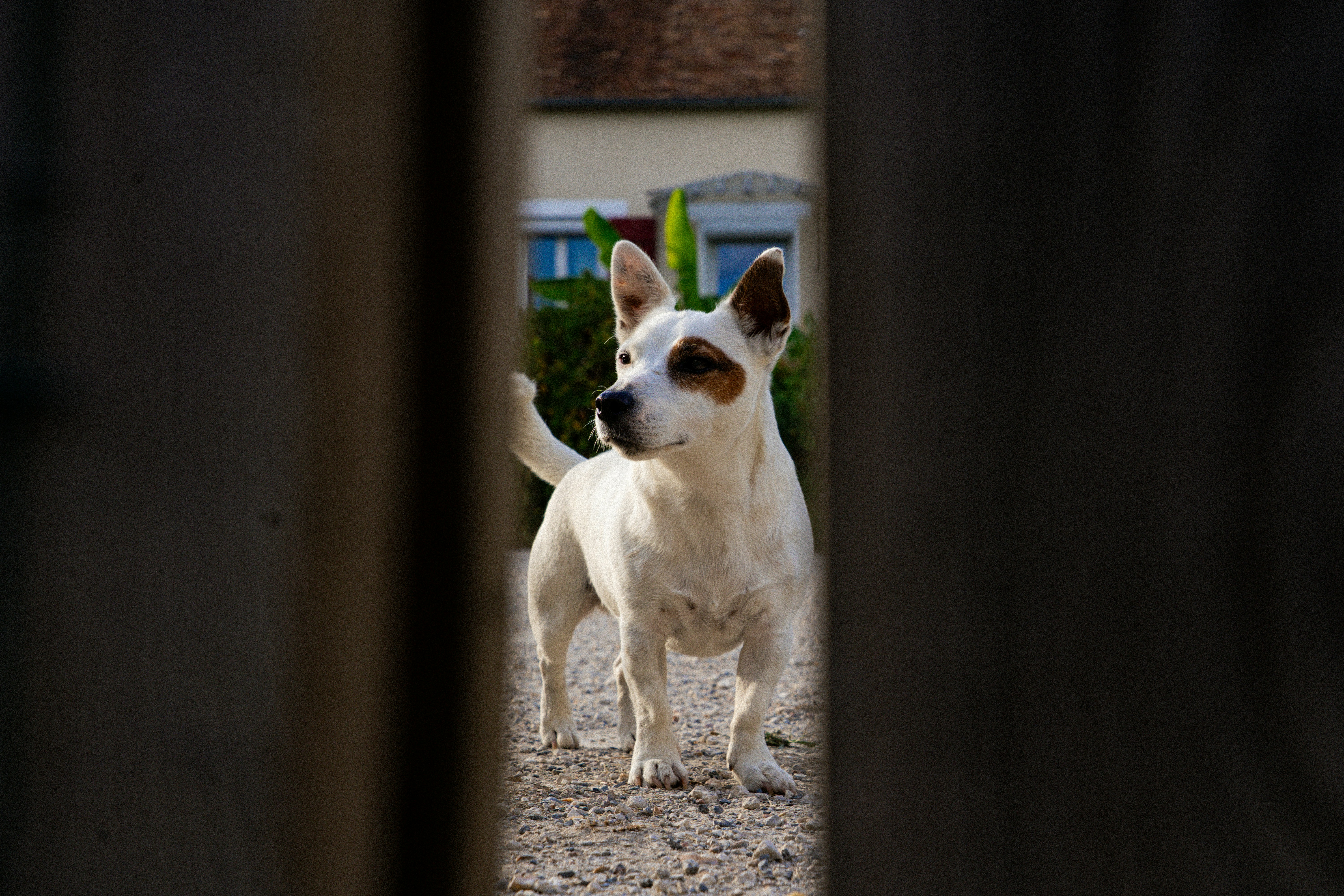 Between the Slats: a Curious Terrier Probes the Gap