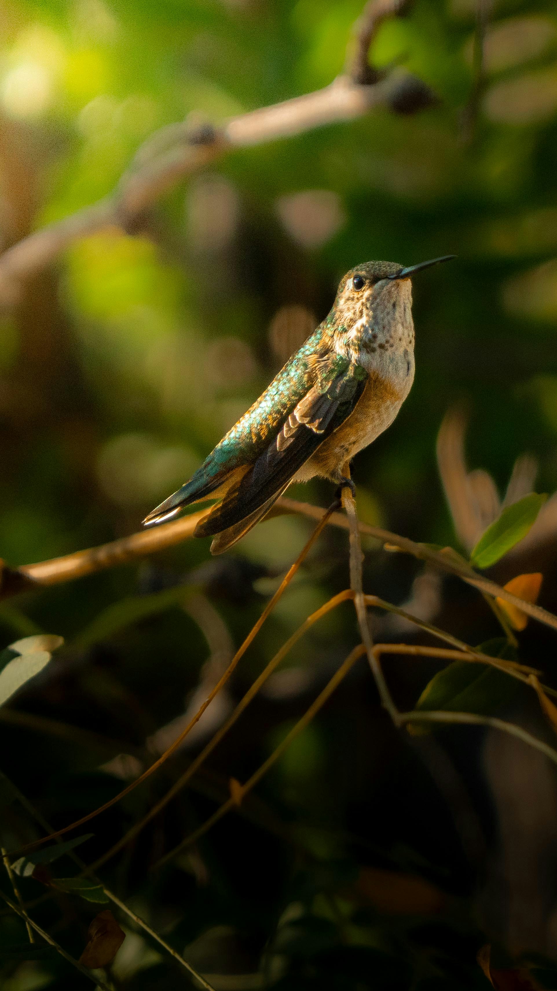 Emerald Hummer Perched in Dappled Shade