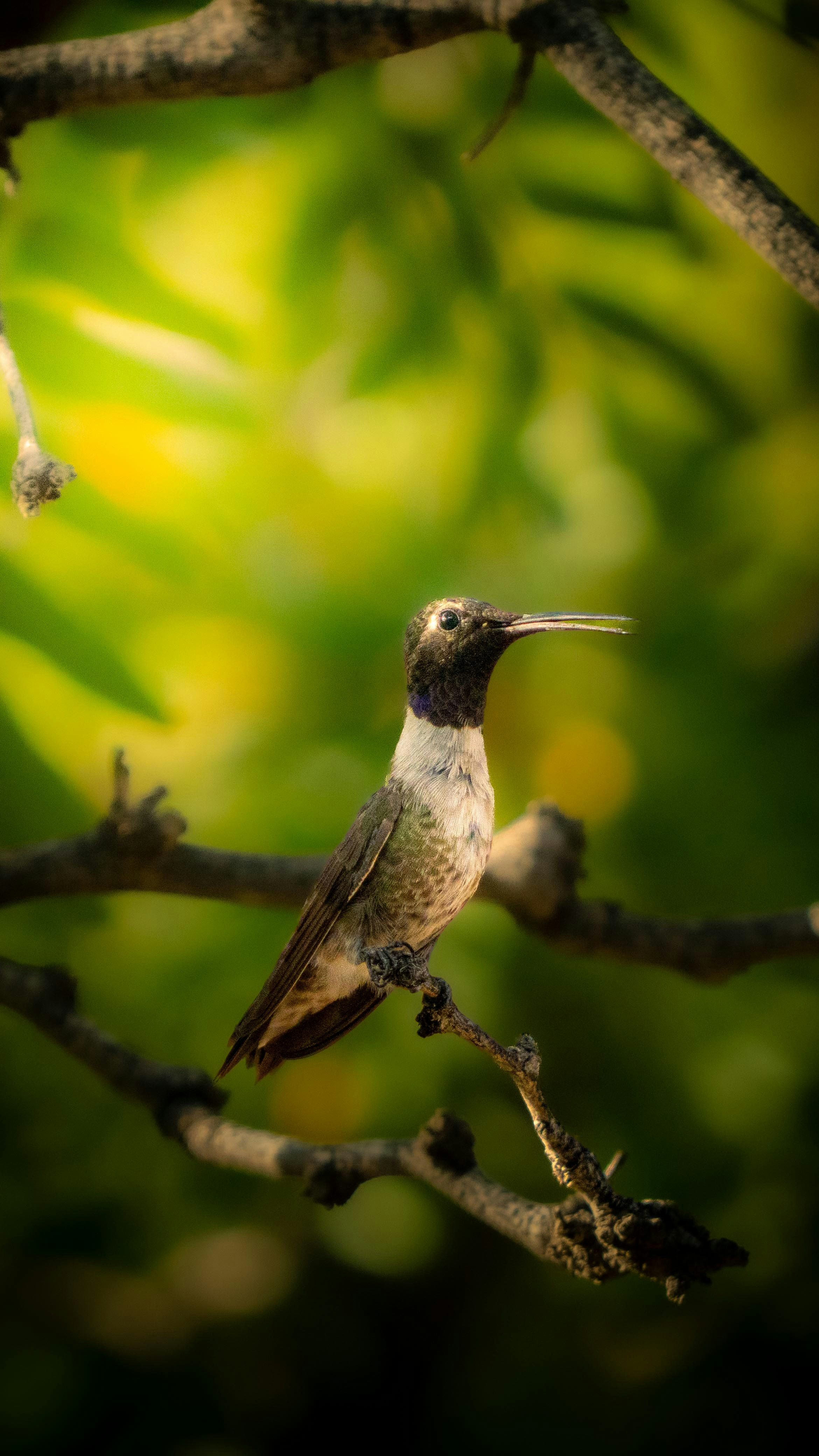 Perched Hummingbird in Dappled Green Light