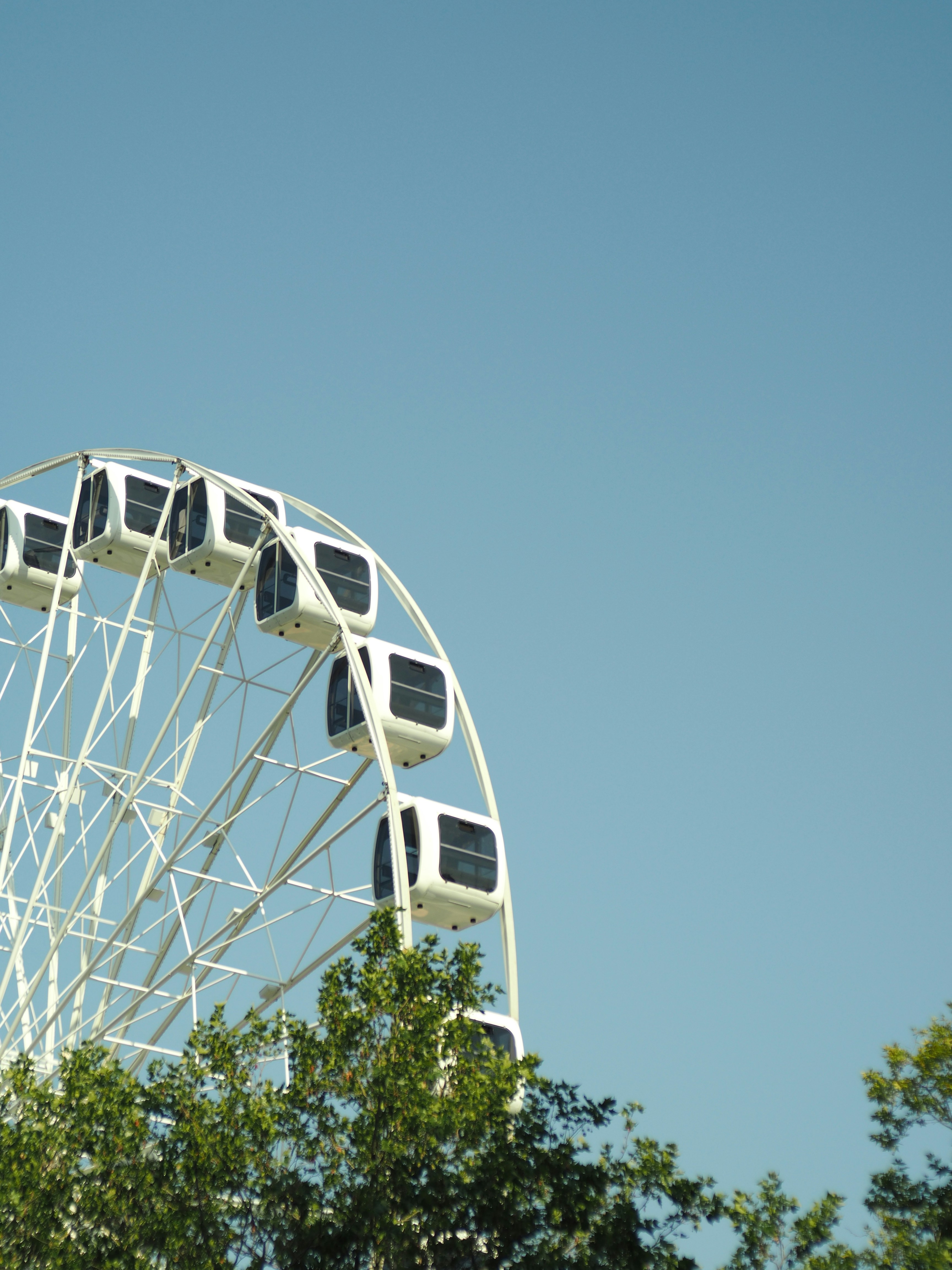 Sky-High Carousel: A Ferris Wheel Emerges over Treeline