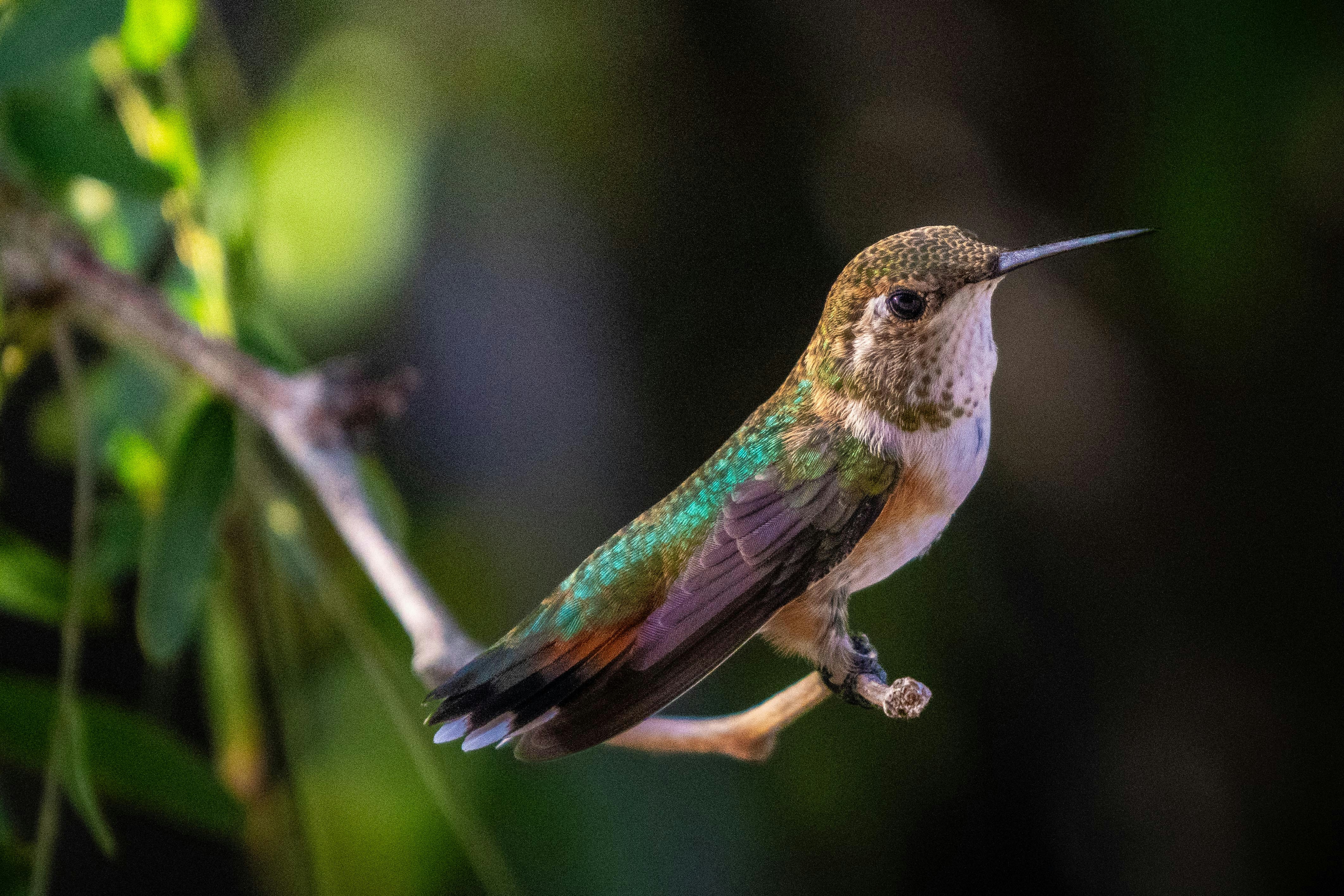 Hummingbird in Focus: Emerald Sparks on a Perch