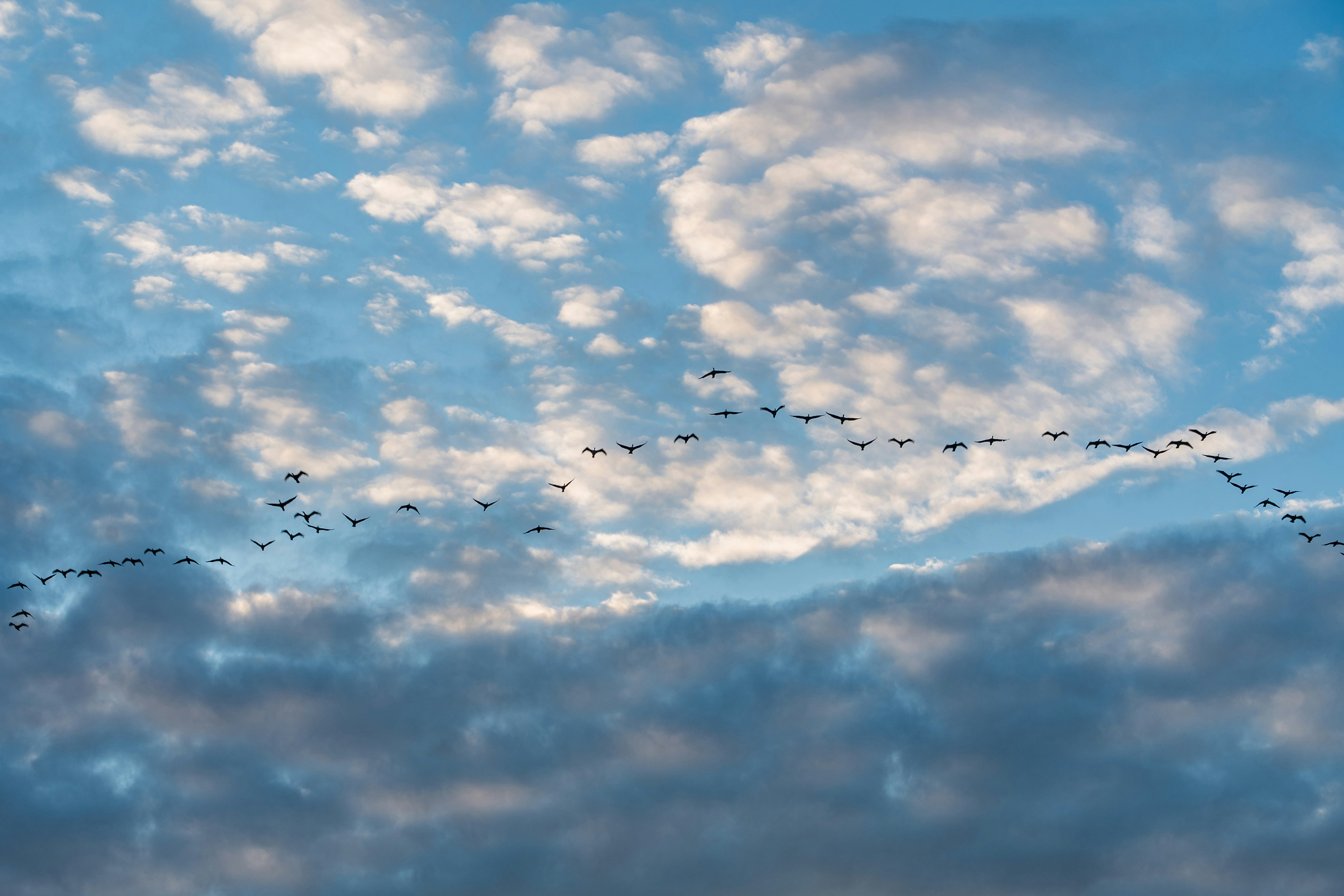 V-formation over the blue ridge: a flock crossing a clouded sky