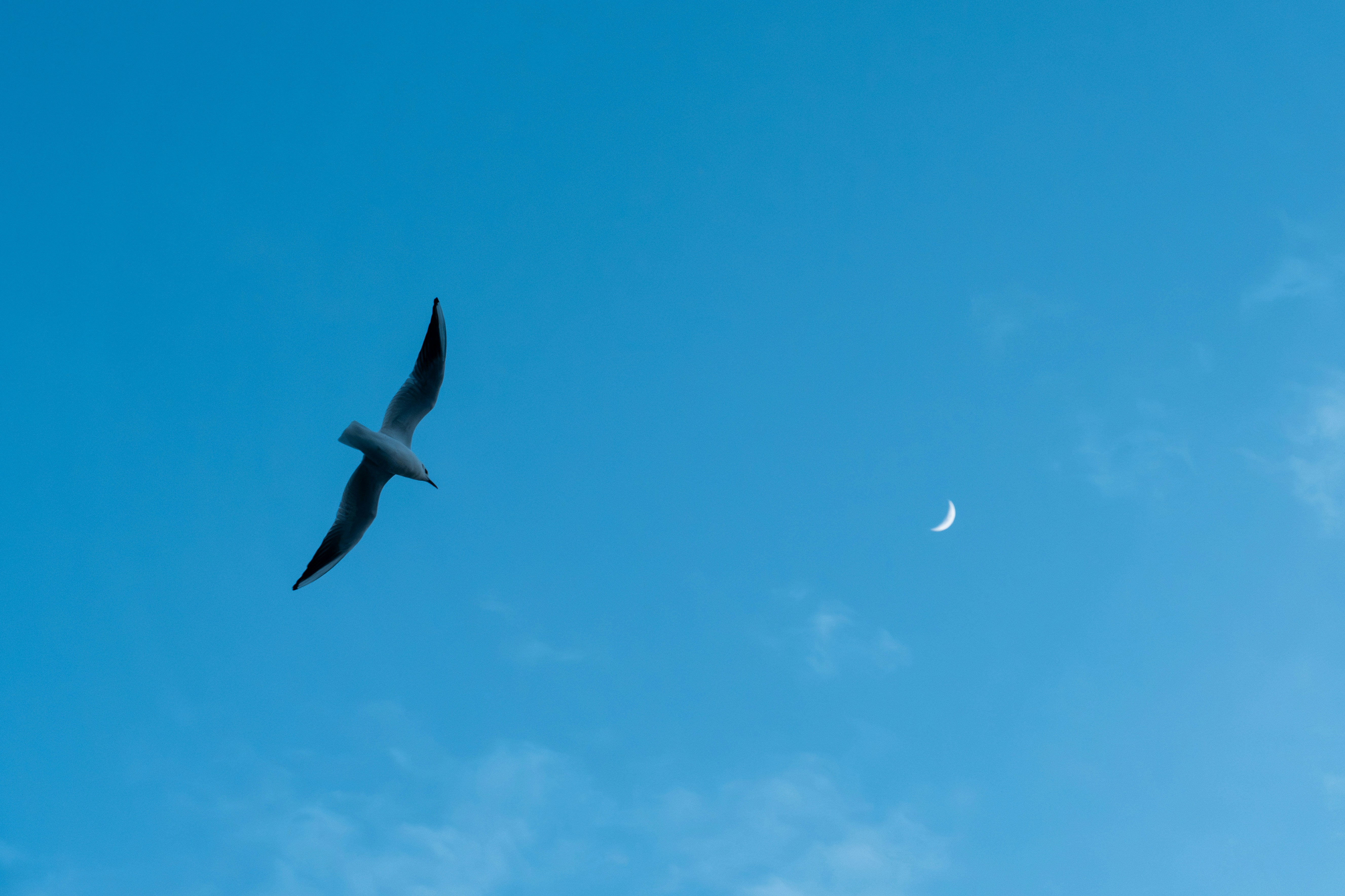 A solitary seabird carves through a tranquil blue sky