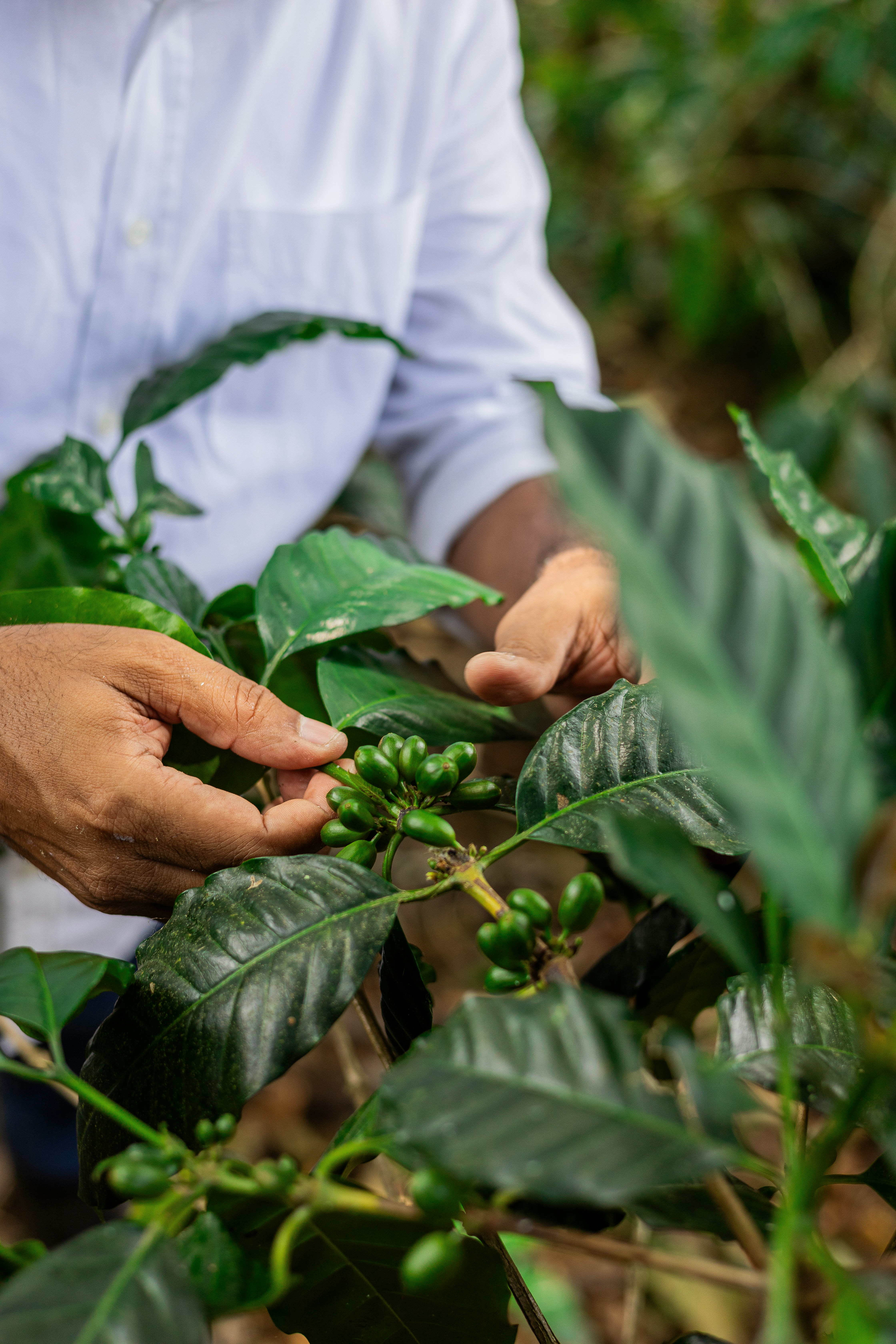 Hands at the Green Cluster: Crafting Coffee Plant Care in Focus