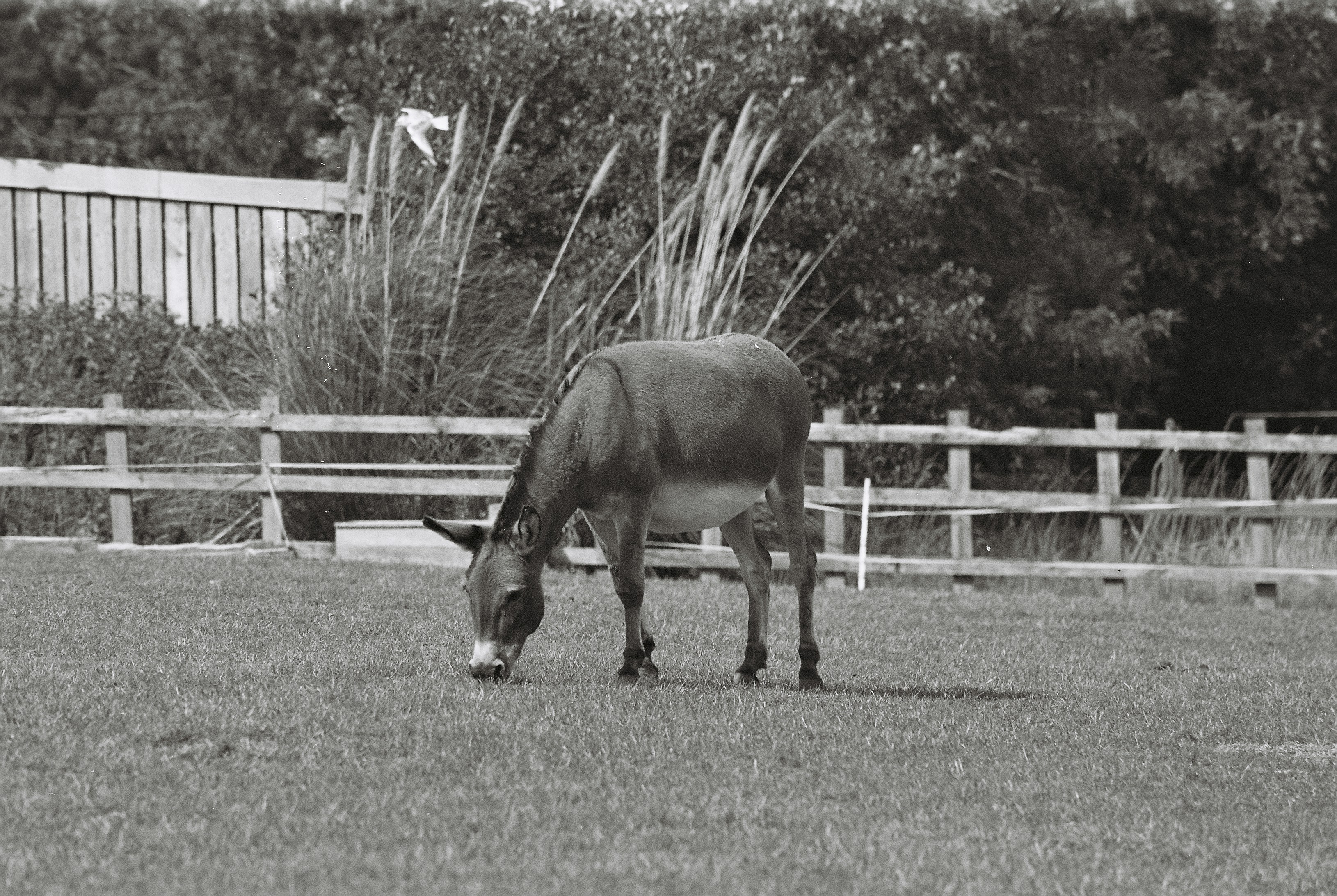 Grazing Donkey Beneath a Quiet Rural Fence
