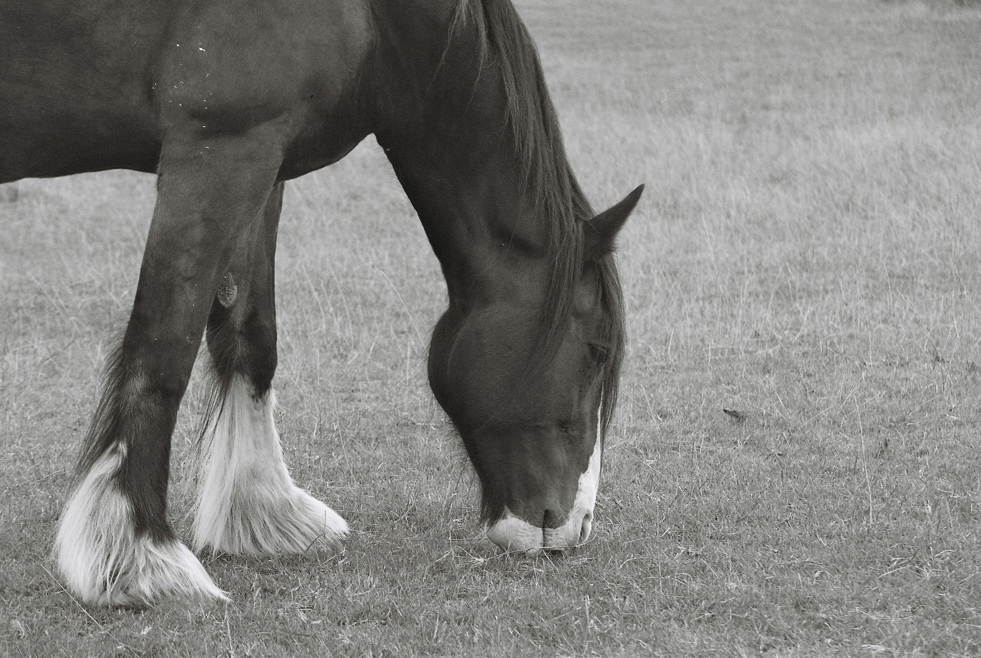 Grazing in Monochrome: A Horse's Quiet Focus