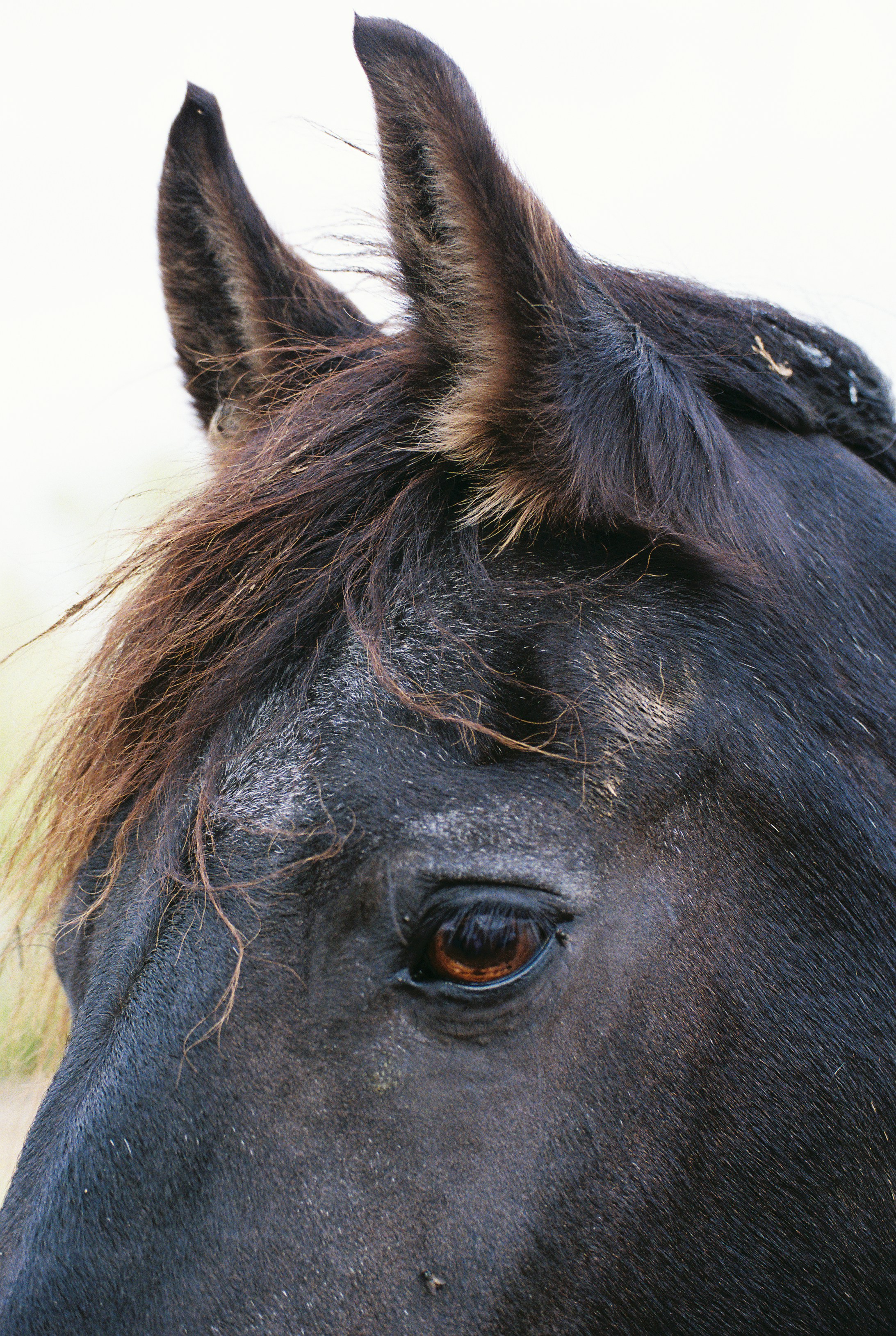 Close-up of a Black Horse's Eye under a Chilly Mane