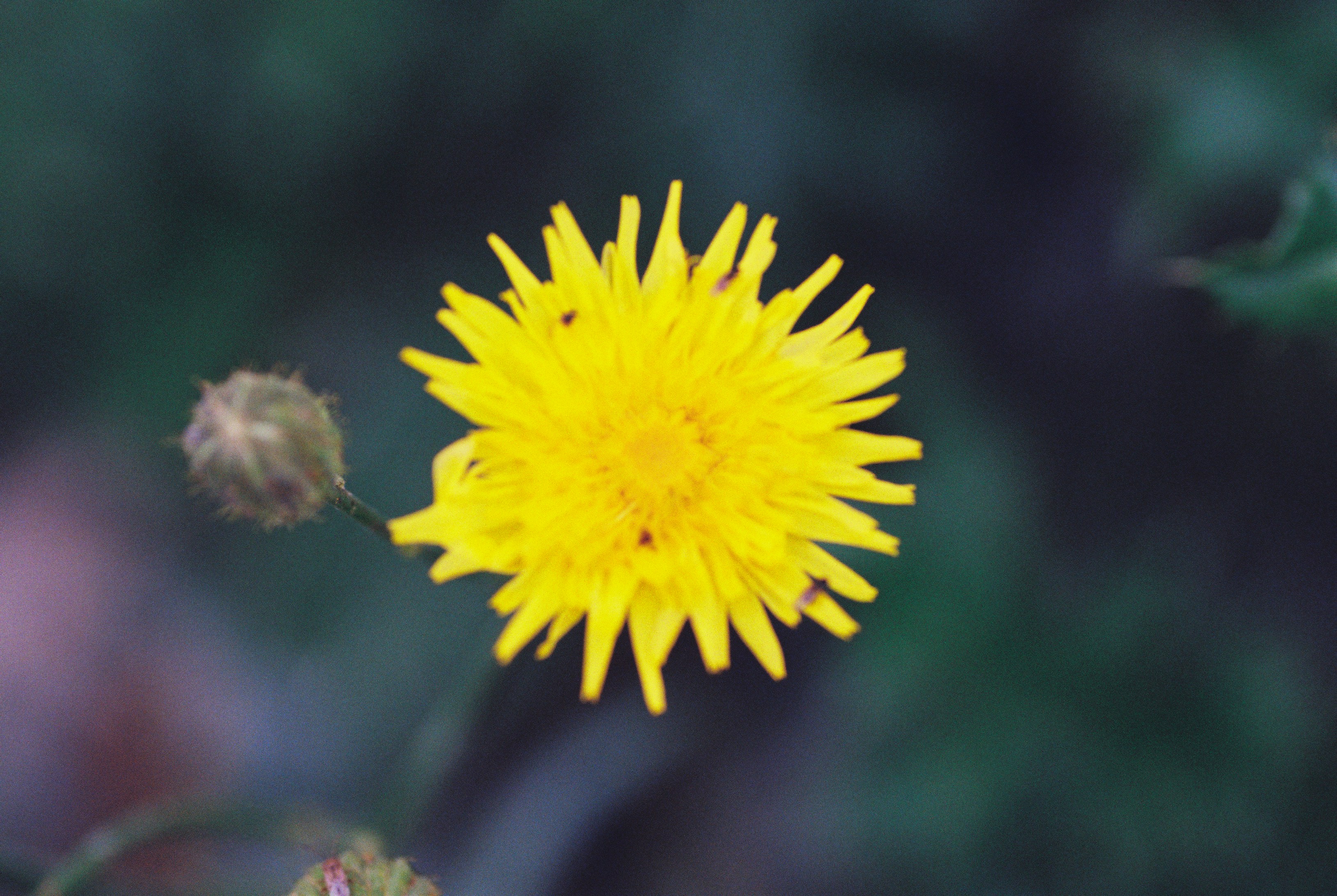 Radiant Yellow Bloom: A Sharp Focus on a Dandelion Sun